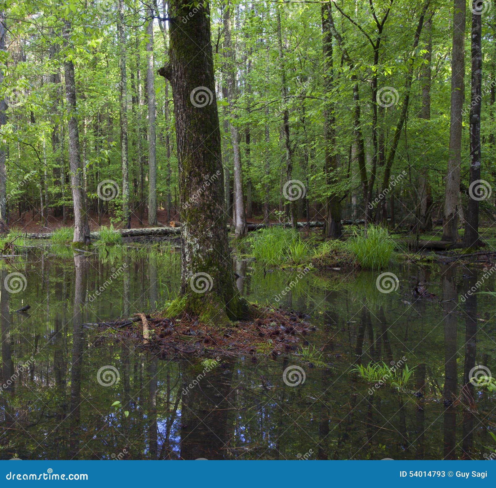 Wet forest stock image. Image of forest, trees, brown - 54014793