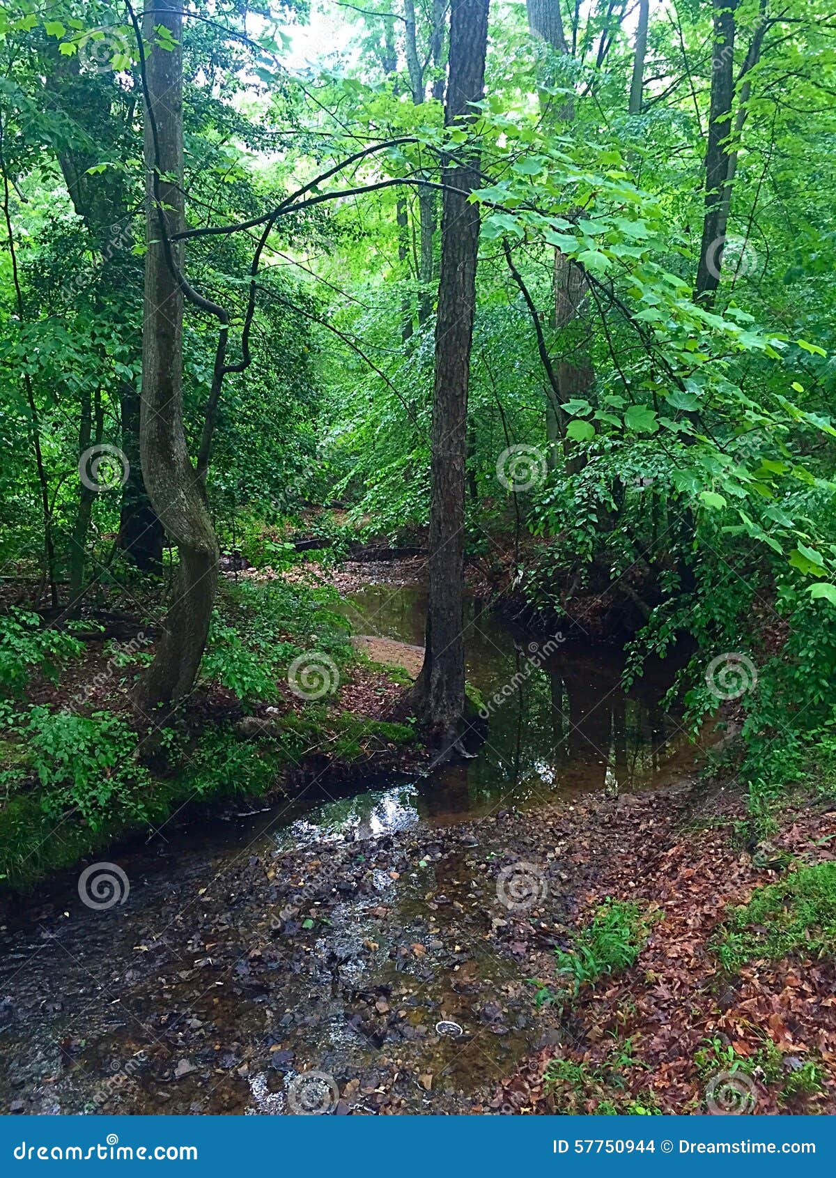 Wet forest stock photo. Image of forest, trail, virginia - 57750944