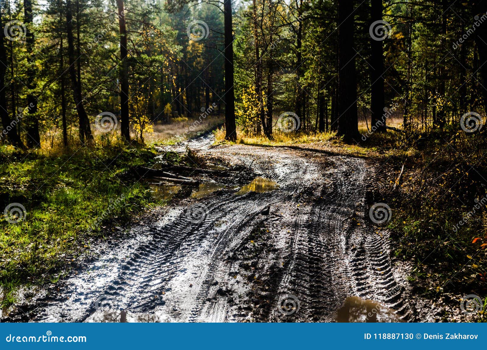 Wet forest road stock photo. Image of foliage, puddle - 118887130
