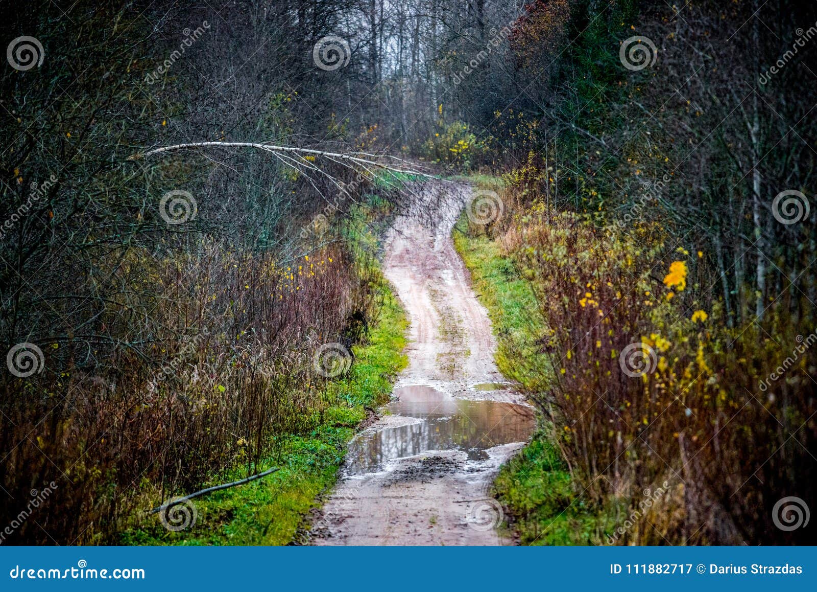 Wet forest road stock image. Image of late, woods, beauty - 111882717