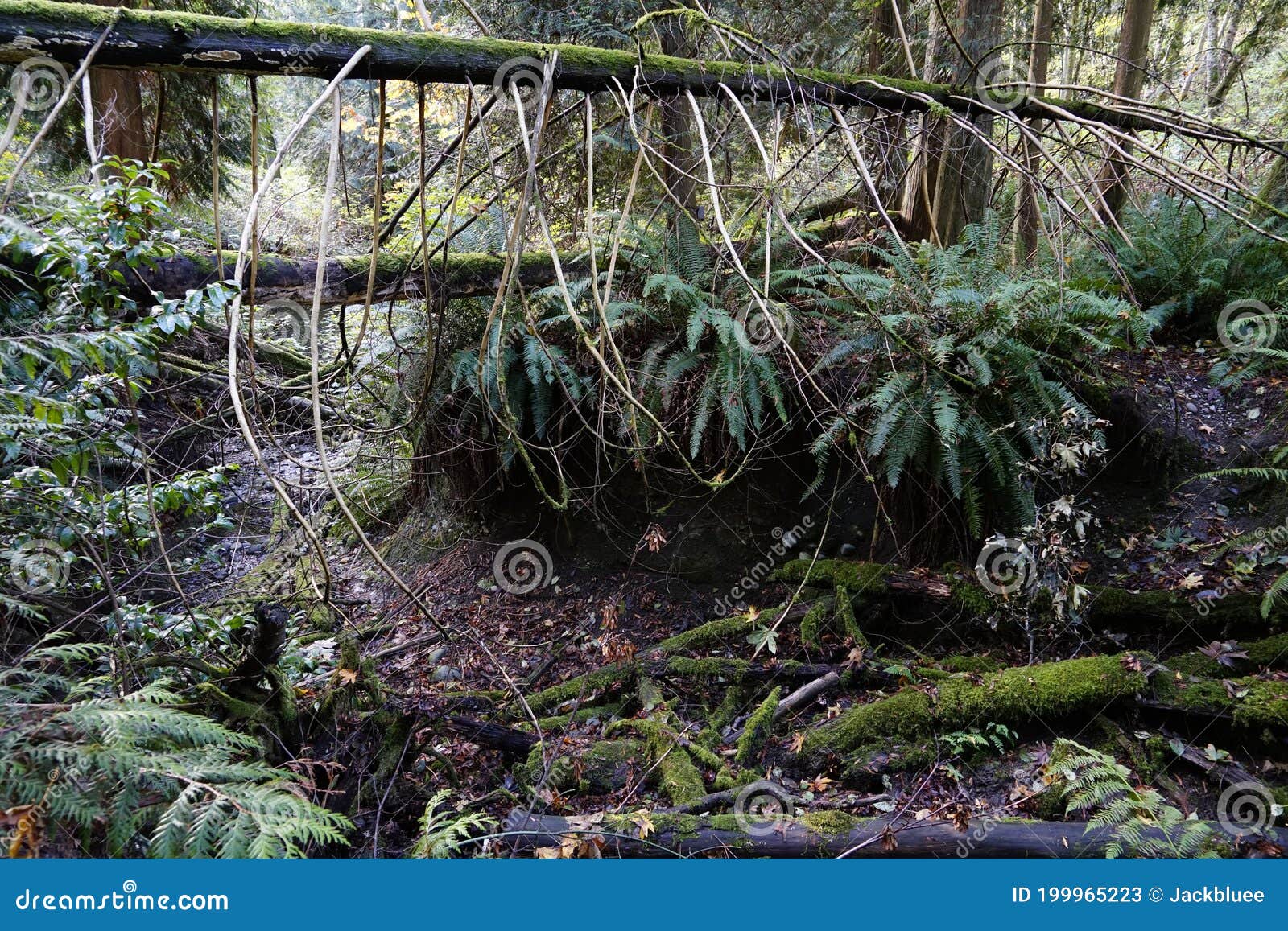 Nice Mold on Tree in Forest Stock Image - Image of mold, forest: 199965223