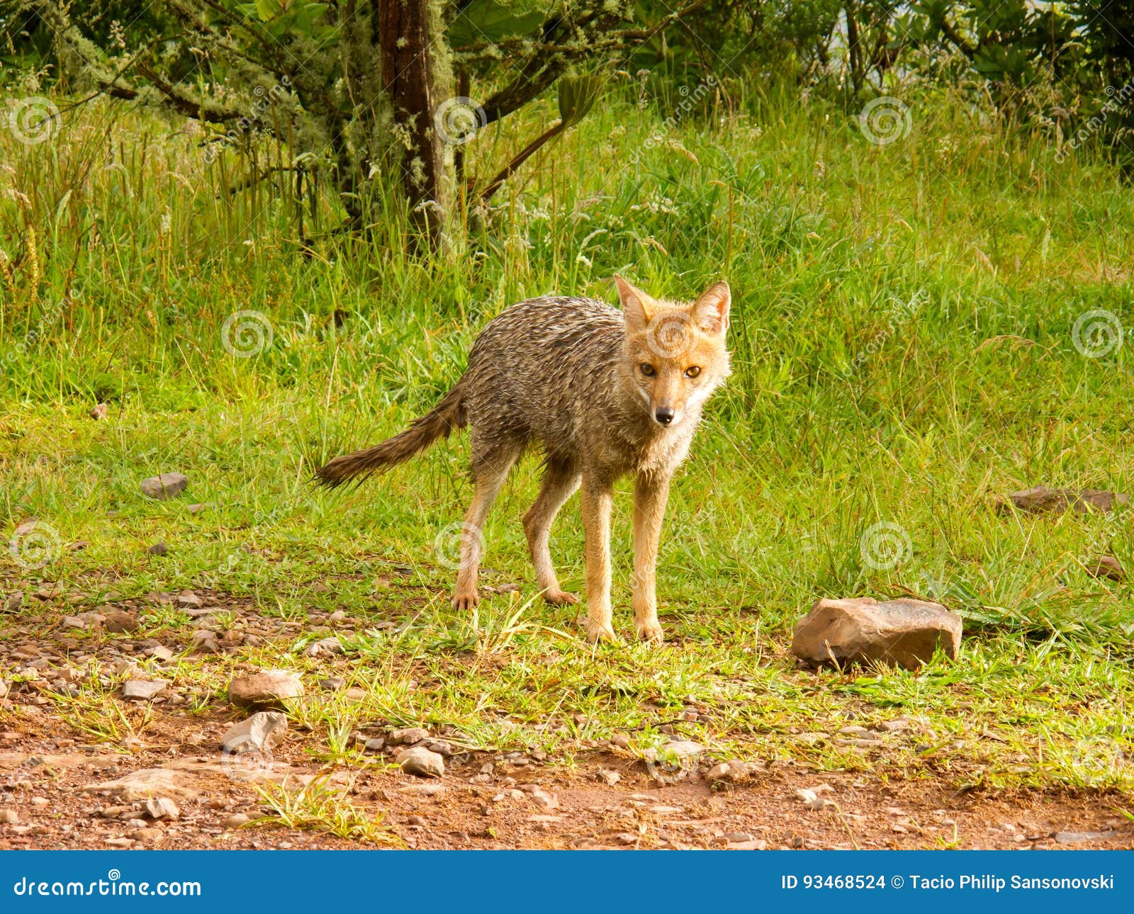 Wet fox in Brazil stock photo. Image of wild, catarina - 93468524