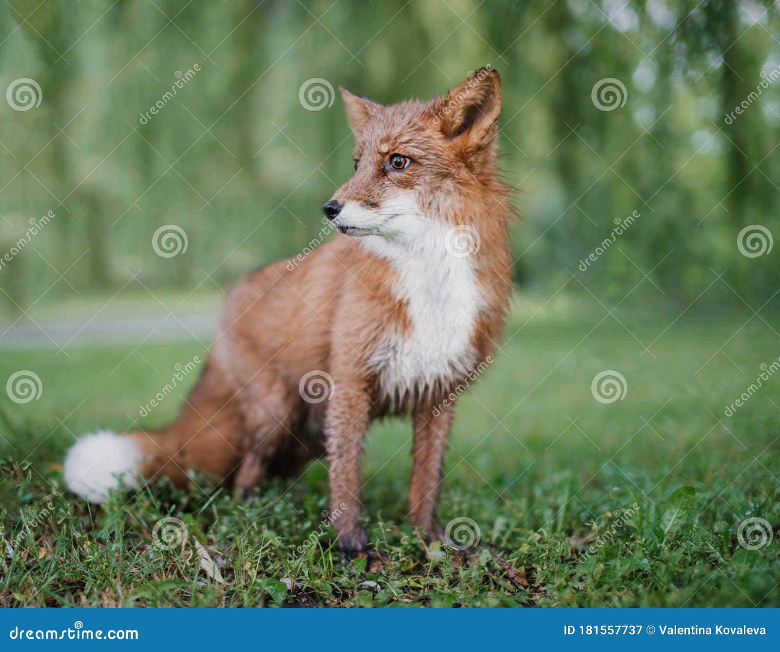 Wet Fox after Rain on a Walk in the Park - in Nature Stock Image ...
