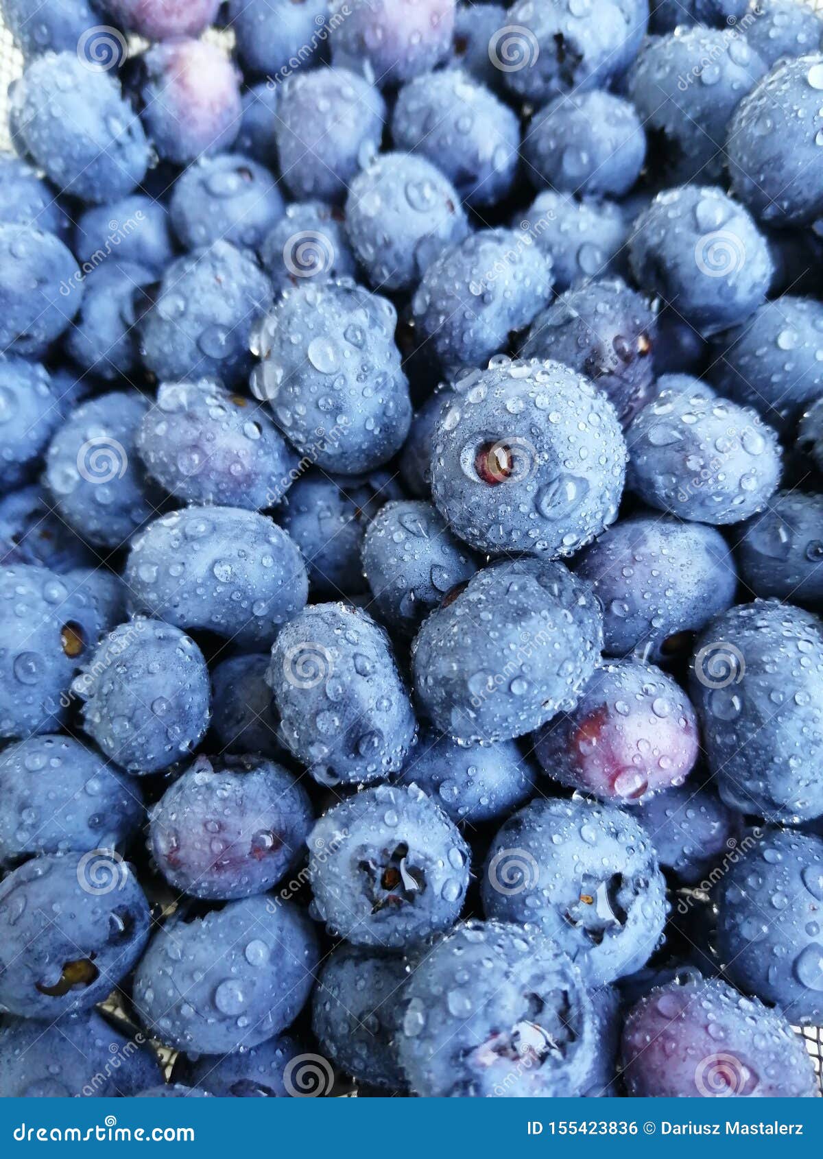 Wet and Fresh Highbush Blueberry with Water Drops and Dew Stock Photo ...