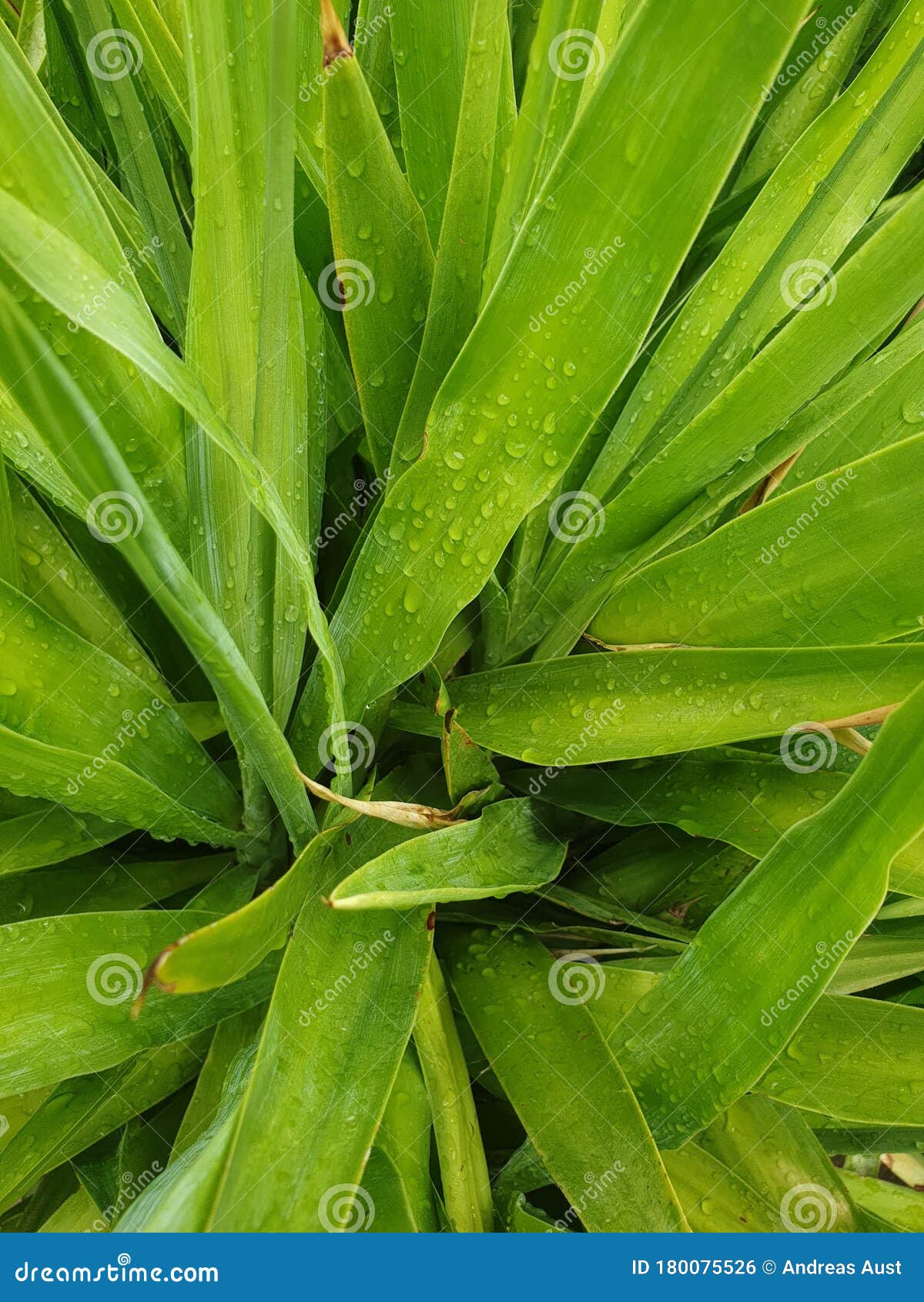 Wet and fresh reed growing stock photo. Image of drops - 180075526