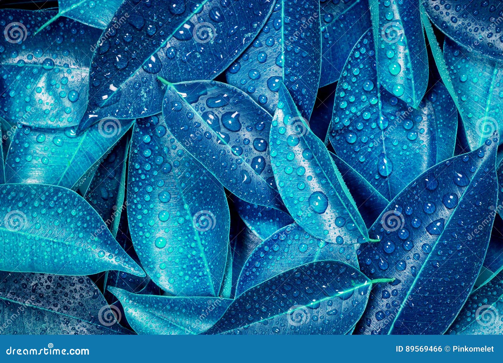 The Wet Fresh Tropical Blue Leaves Background Stock Photo - Image of ...