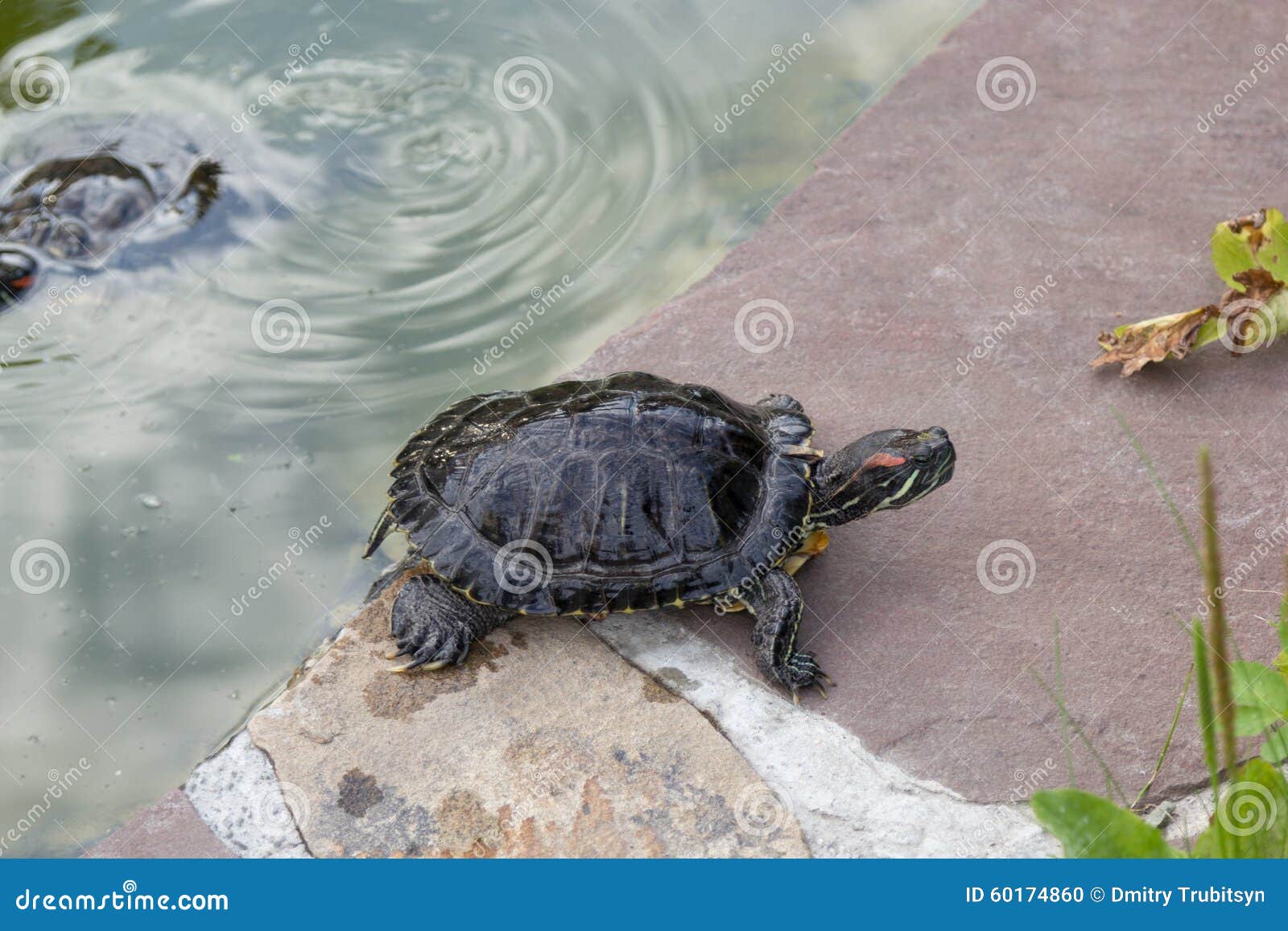 Wet Freshwater Turtle Crawled Out of the Pond on Rock Stock Photo ...