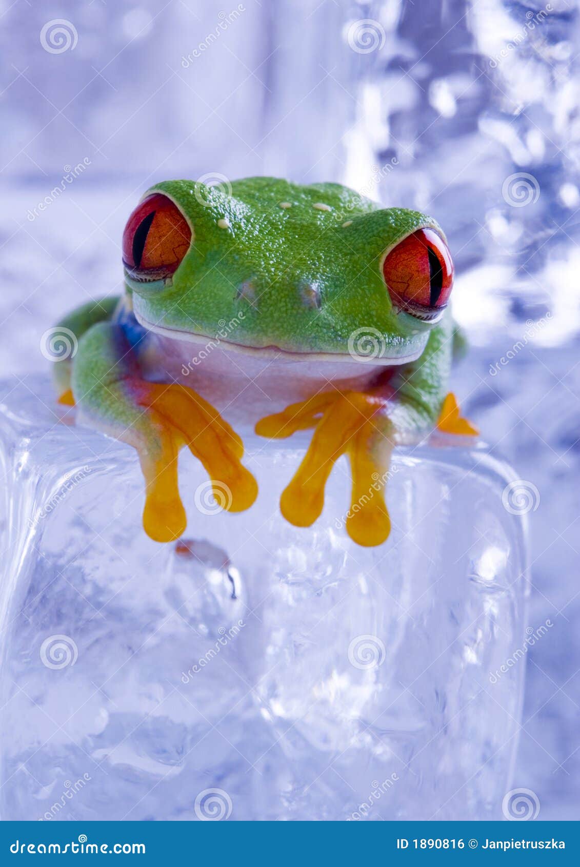 Wet frog stock photo. Image of anura, animal, animals - 1890816