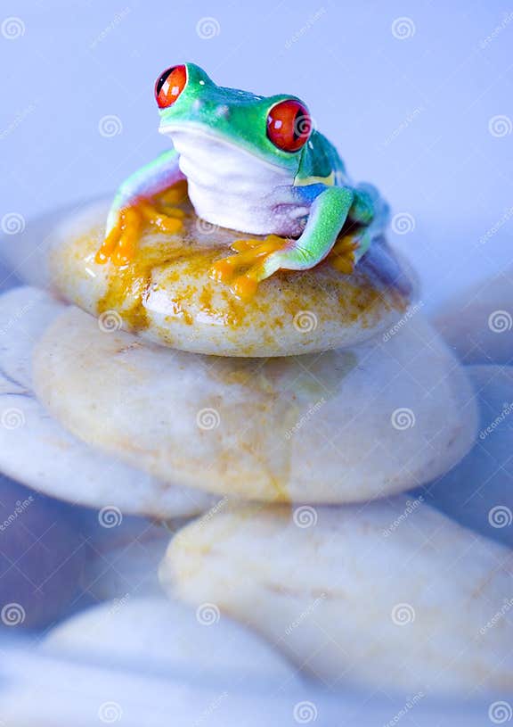 Wet frog stock photo. Image of bulging, animal, abstraction - 1890826