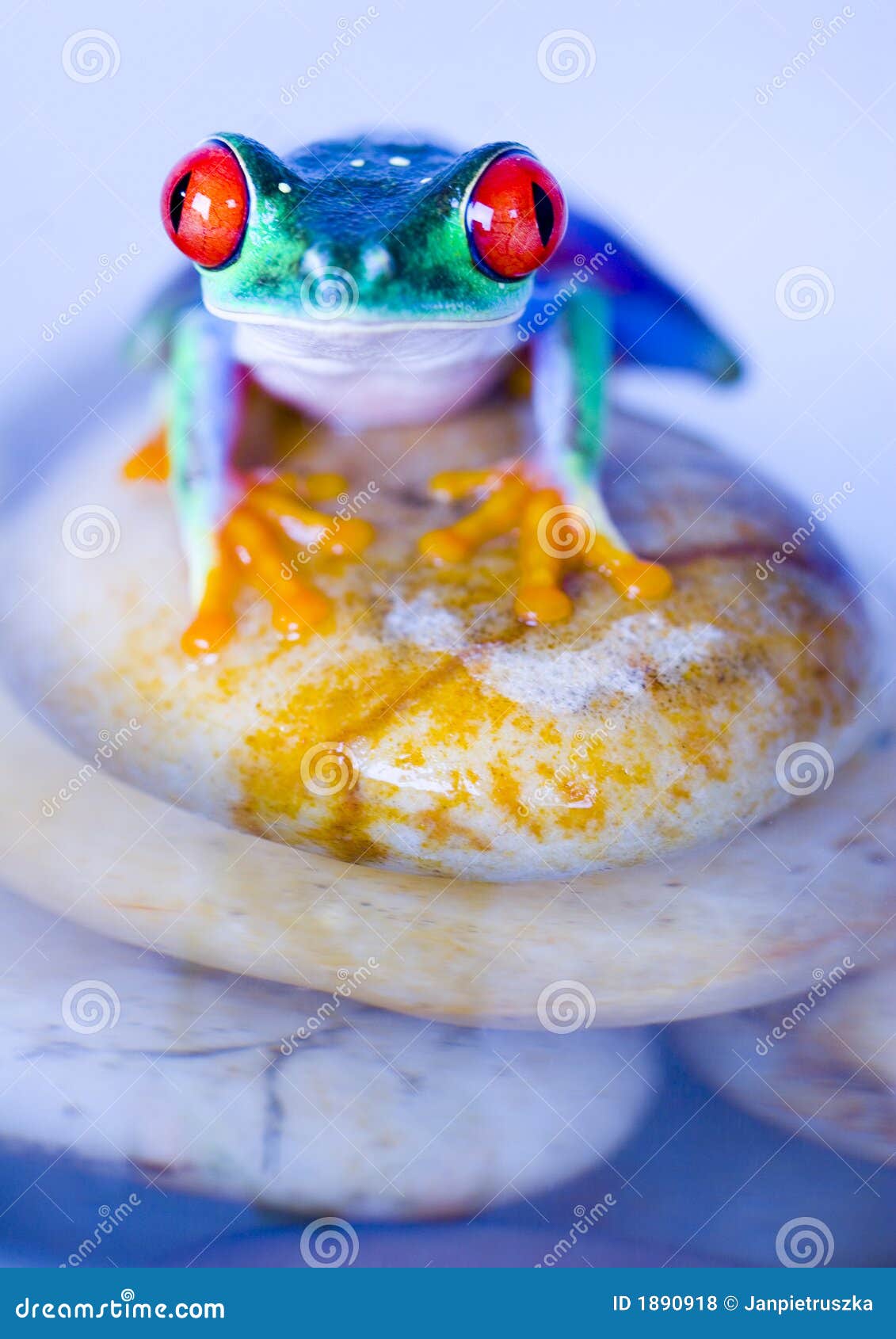 Wet frog stock photo. Image of anura, fauna, aquatic, amphibians - 1890918