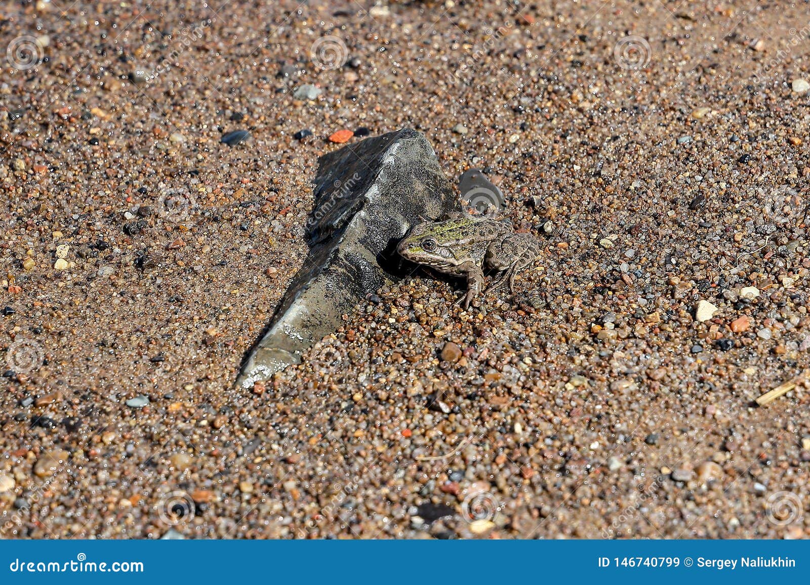 Wet Frog on the Sandy Bank of the River. Selective Focus Stock Image ...
