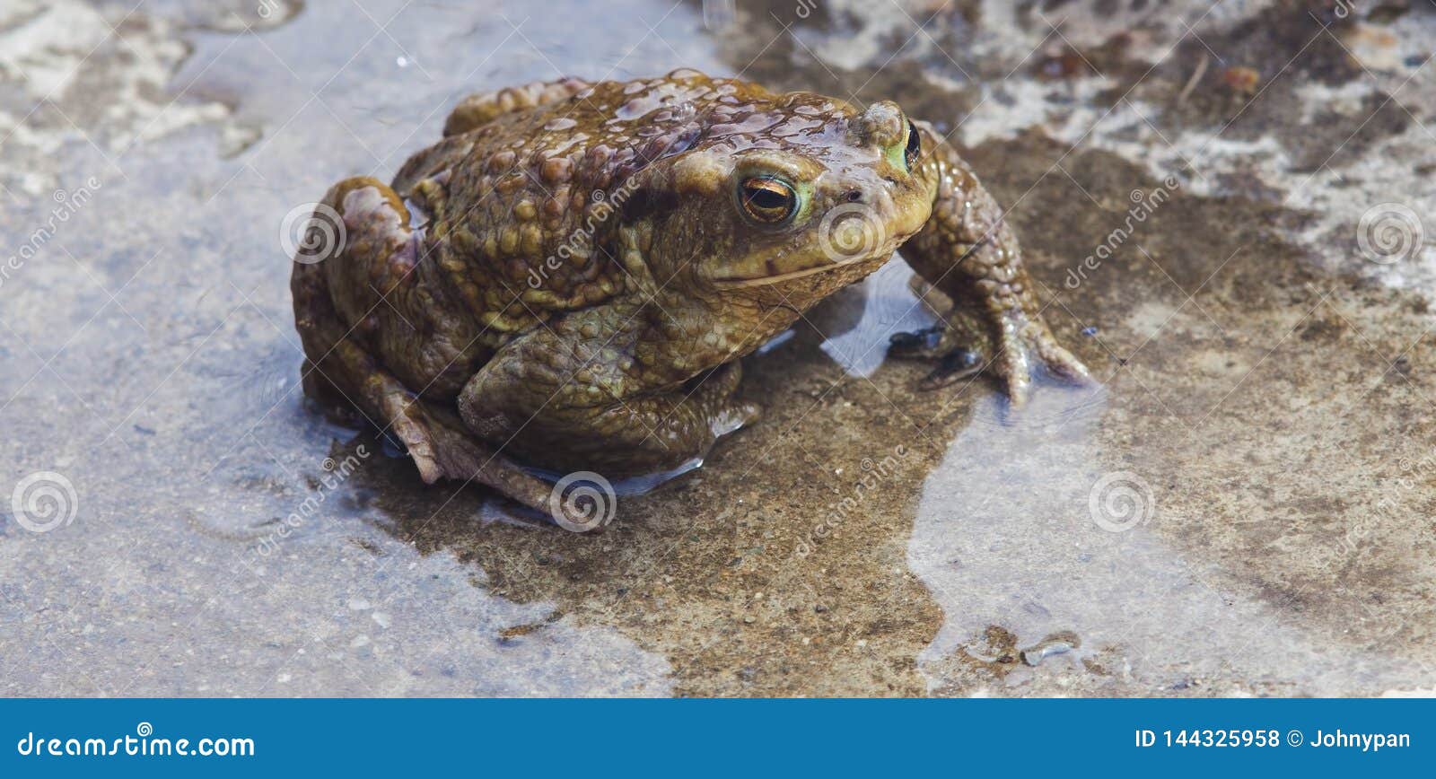 Wet Frog Stock Photos - Download 7,754 Royalty Free Photos