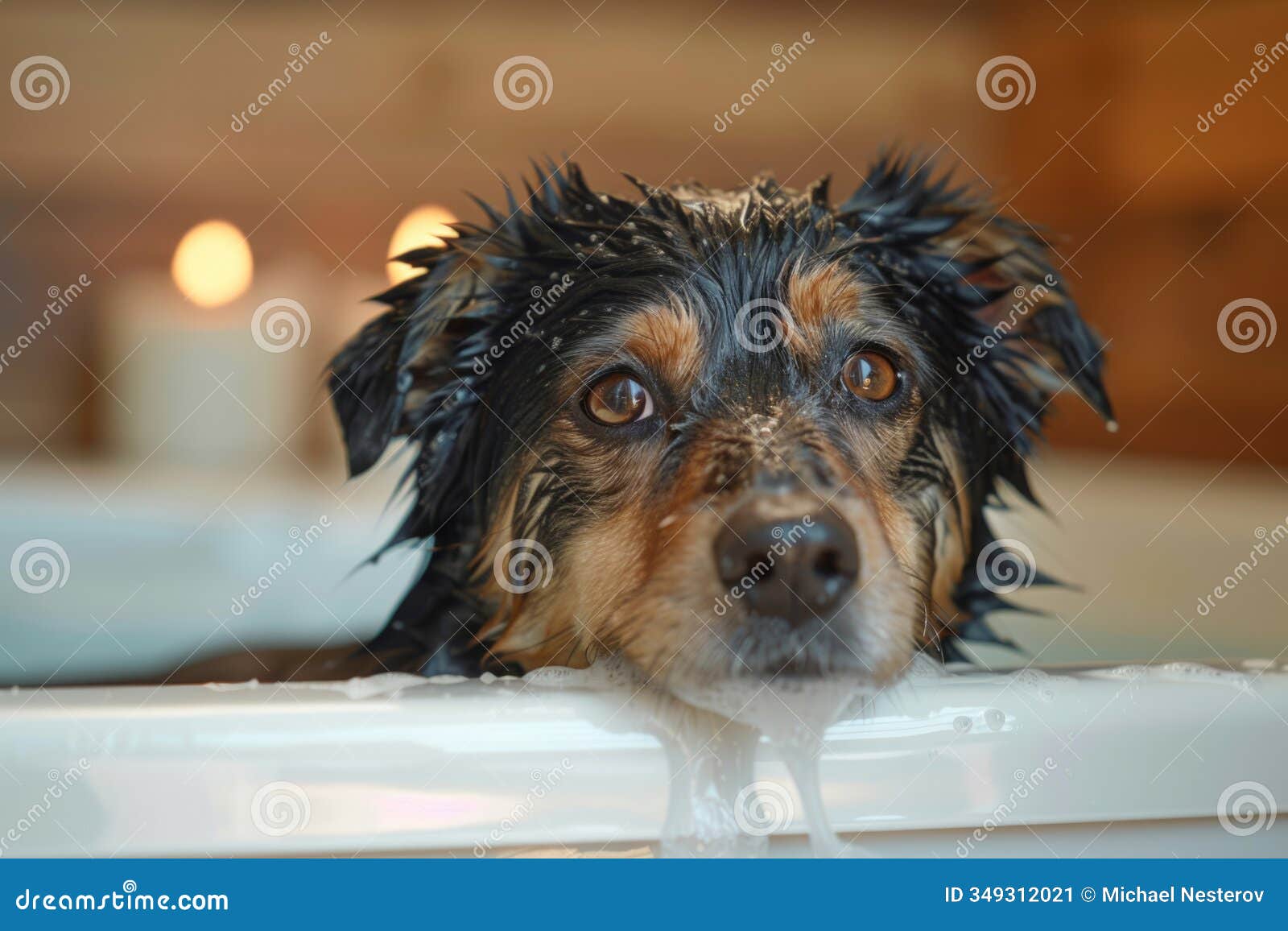 Wet Funny Dog Taking a Bath Stock Image - Image of bathroom, shampoo ...