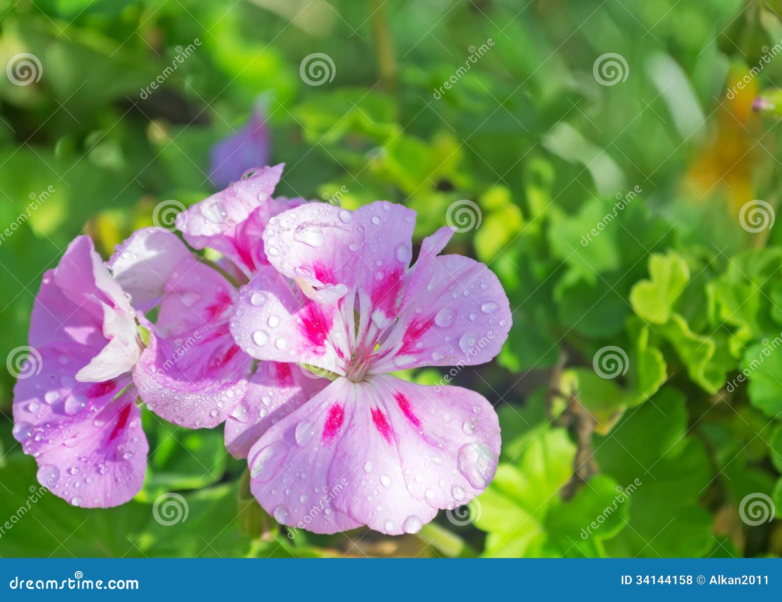 Wet geranium stock photo. Image of droplet, plant, vegetation - 34144158