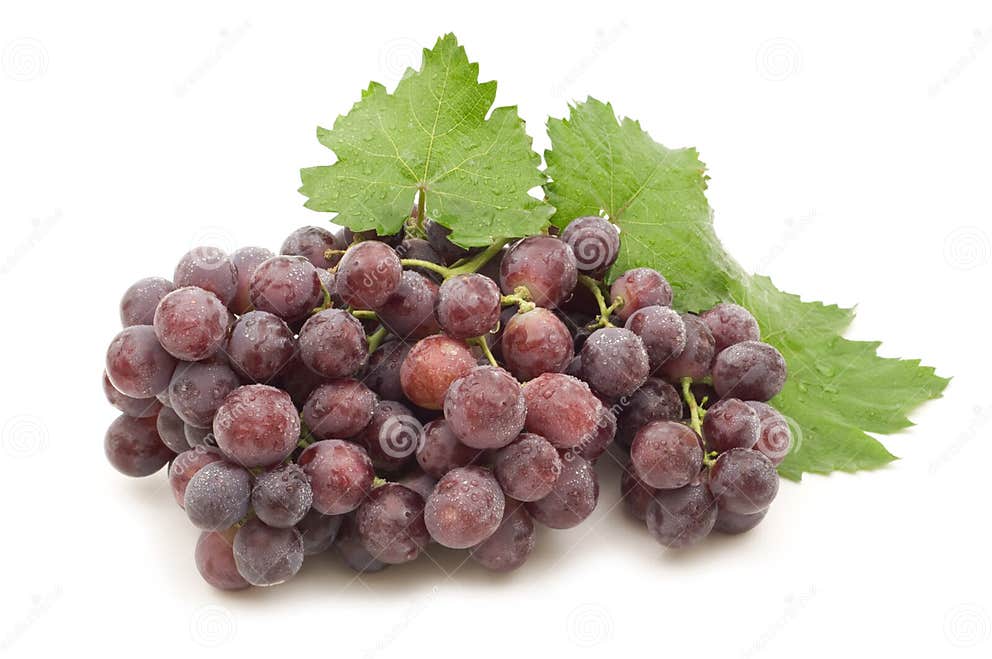 Wet grape stock photo. Image of grape, agriculture, healthy - 9274028