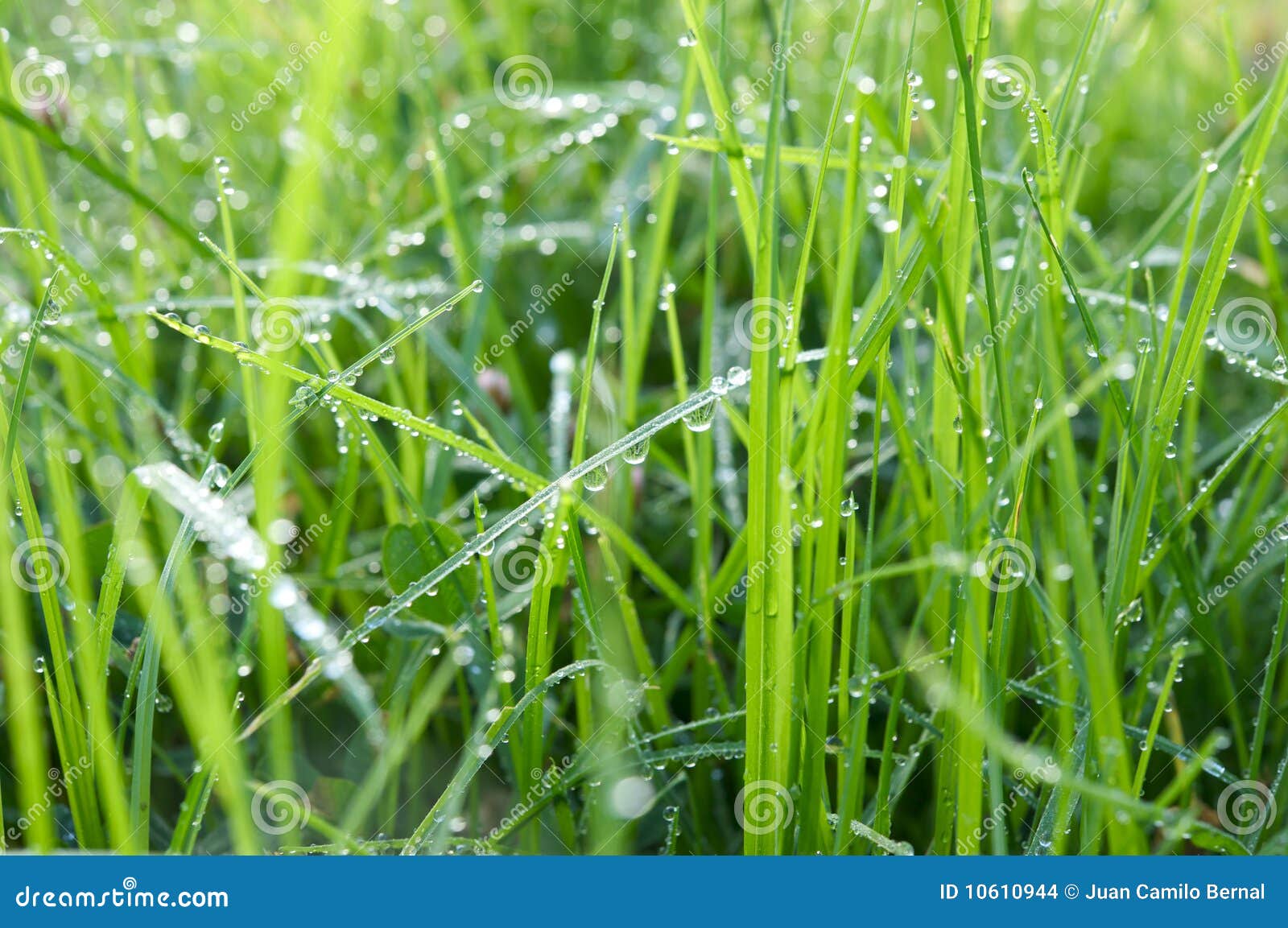 Wet grass stock photo. Image of grass, rain, water, spring - 10610944