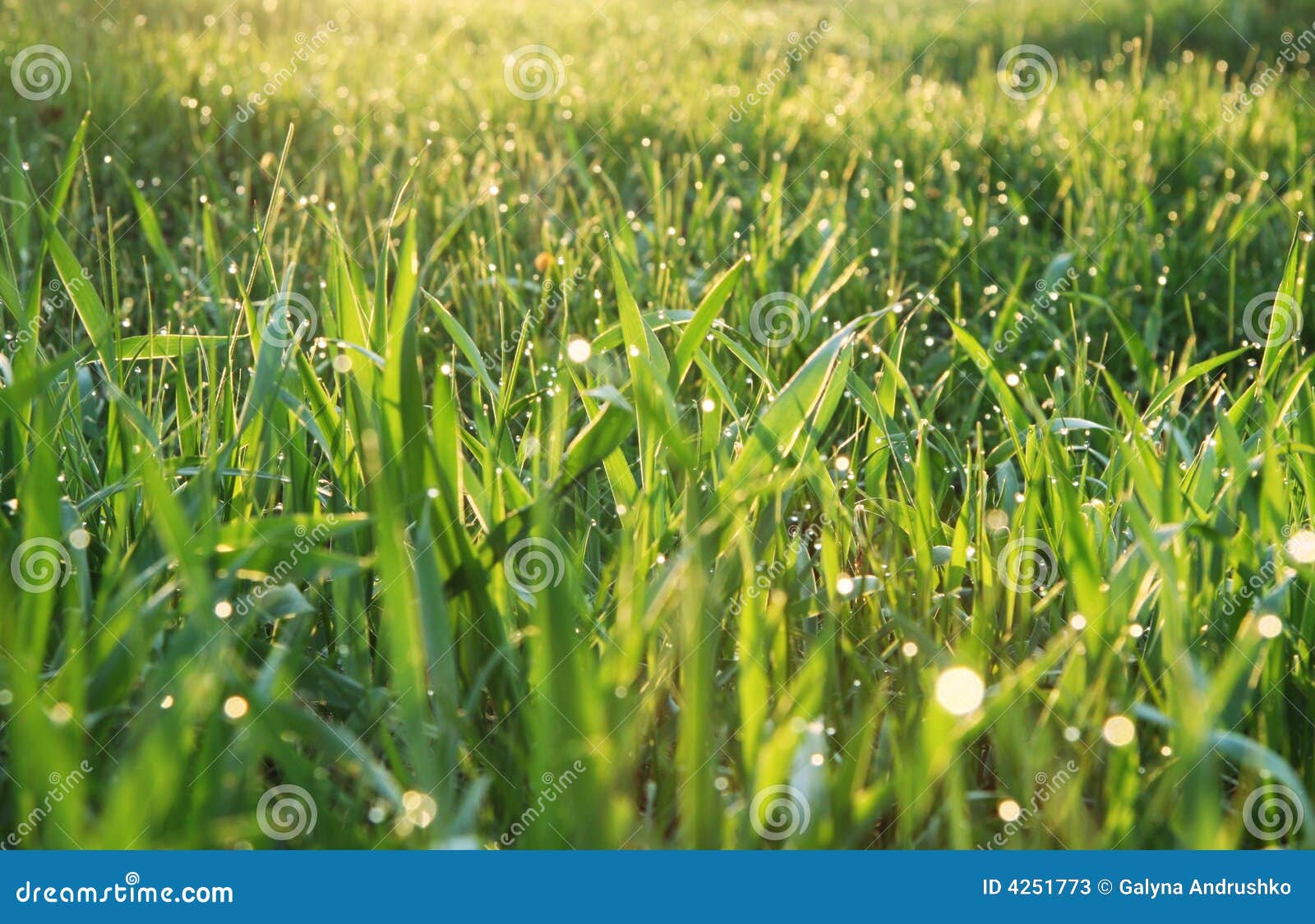 Wet grass stock image. Image of condensation, gardening - 4251773