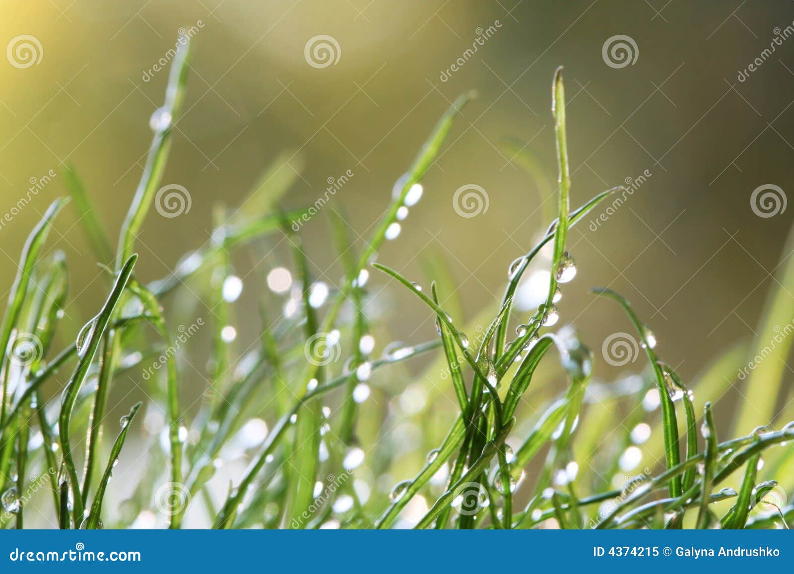 Wet grass stock image. Image of condensation, grass, lawn - 4374215