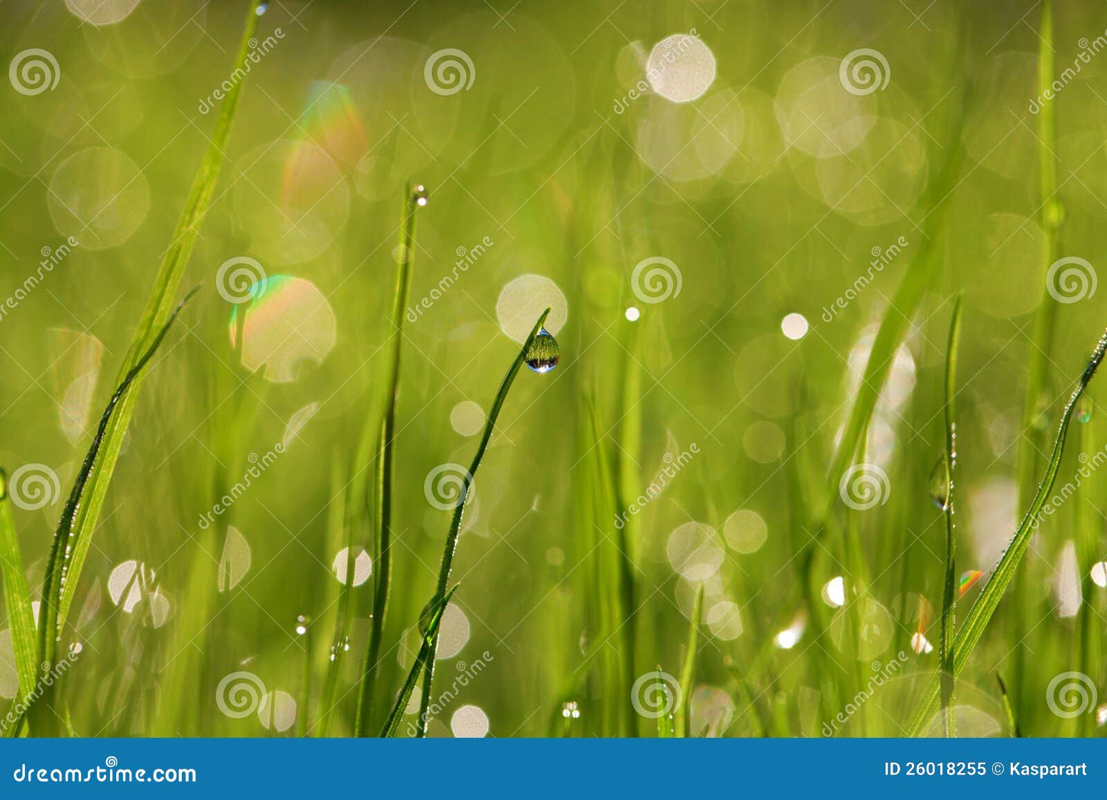 Wet grass background stock image. Image of outdoor, lens - 26018255