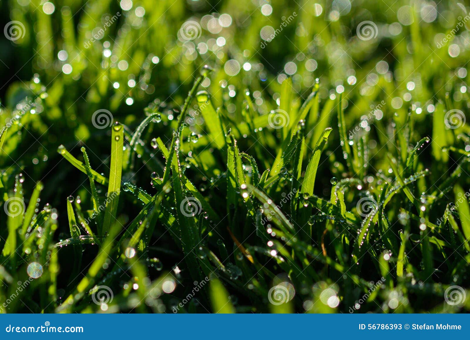 Wet grass stock image. Image of closeup, moist, meadow - 56786393