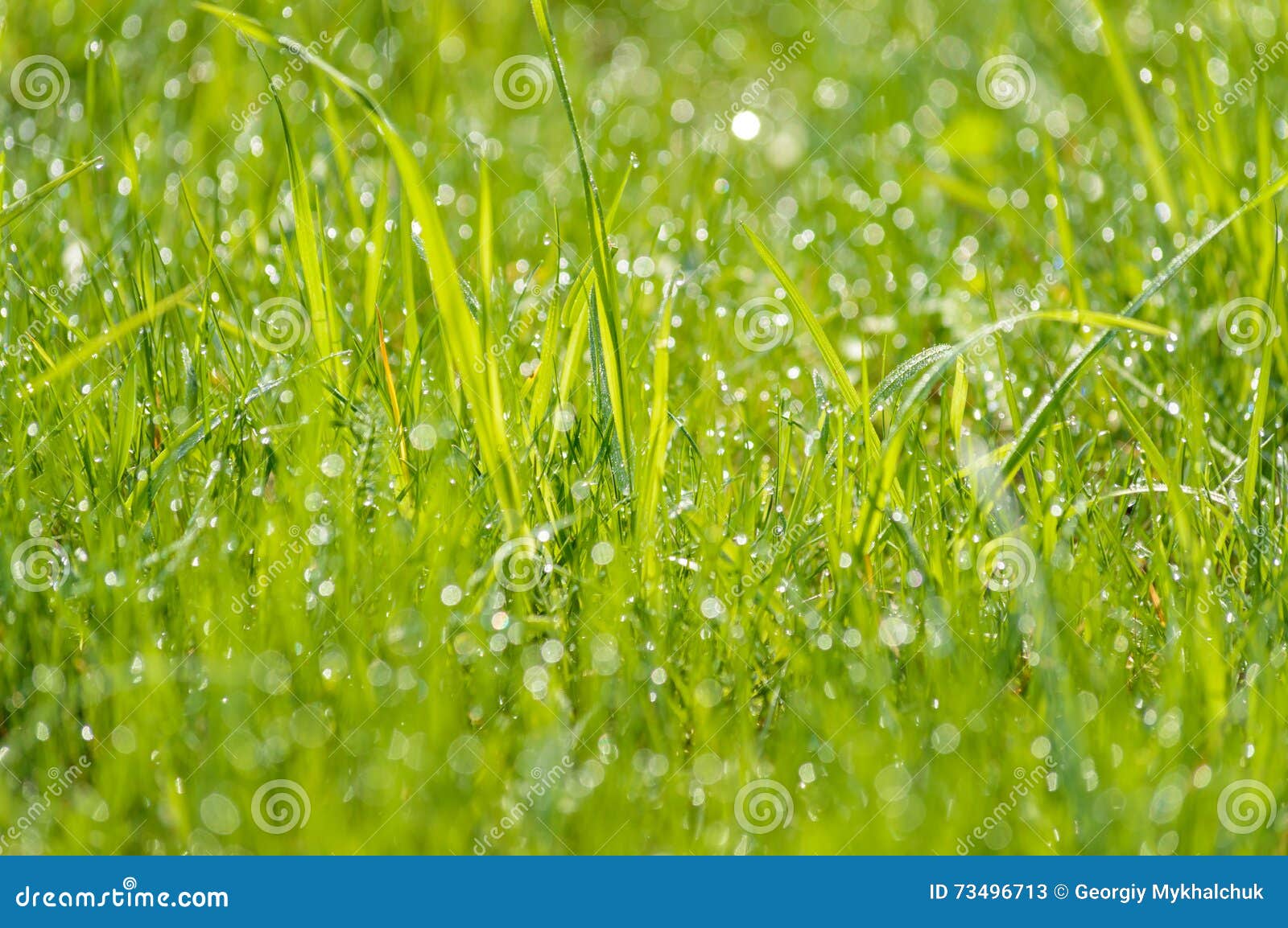 Wet Grass Dew Blurred Background Meadow Sunlight Bokeh Stock Image ... Wet Grass Dew Blurred Background Meadow Sunlight Bokeh Stock Image ...