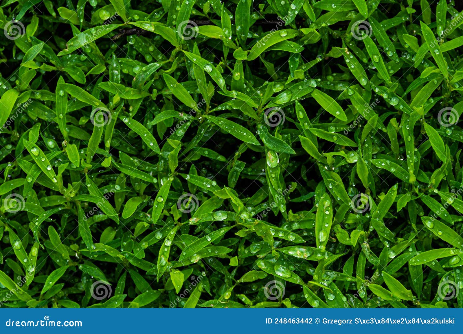 Wet grass after rain stock photo. Image of lawn, natural - 248463442