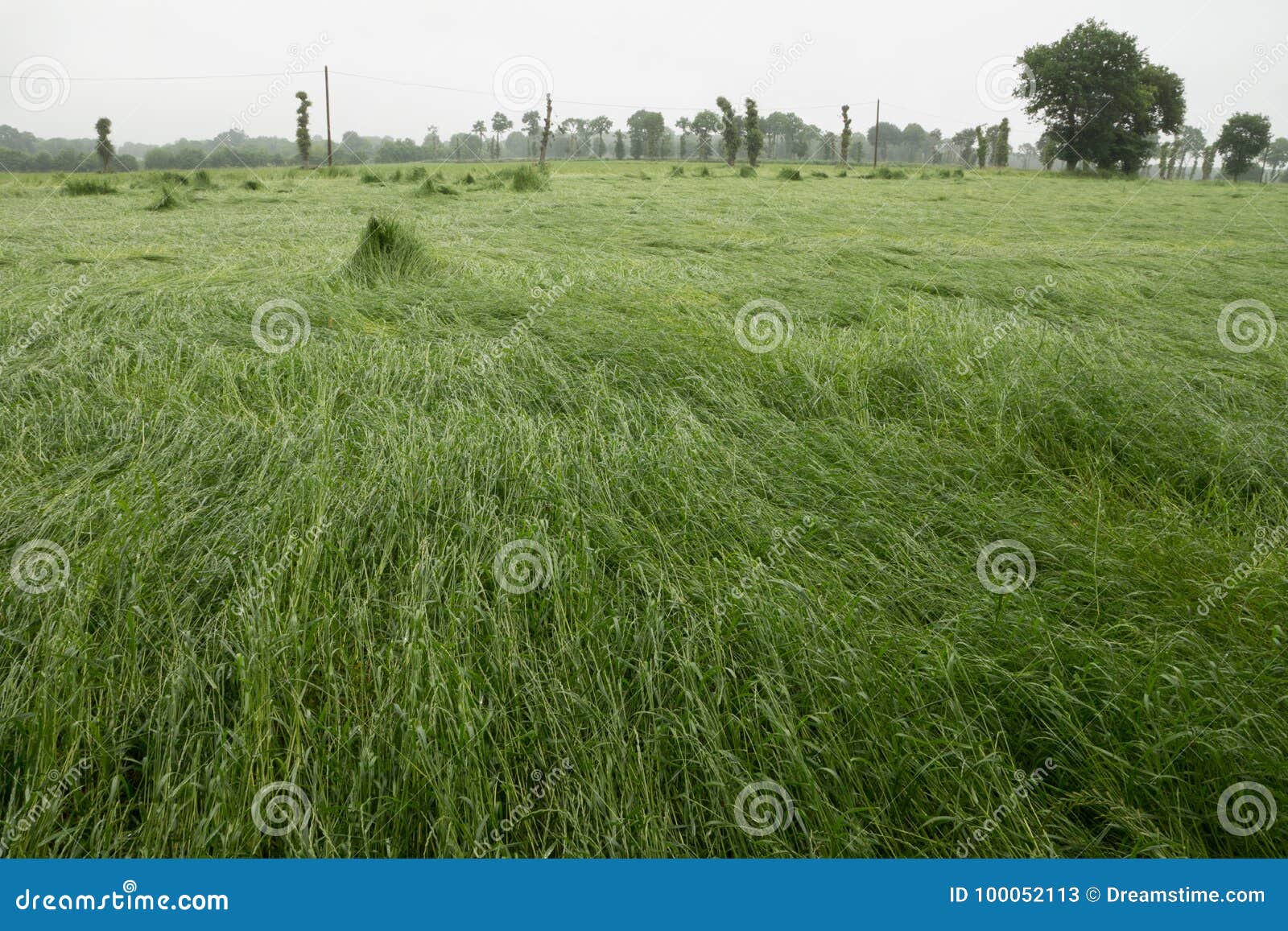 Wet grass stock image. Image of nature, prairie, plain - 100052113