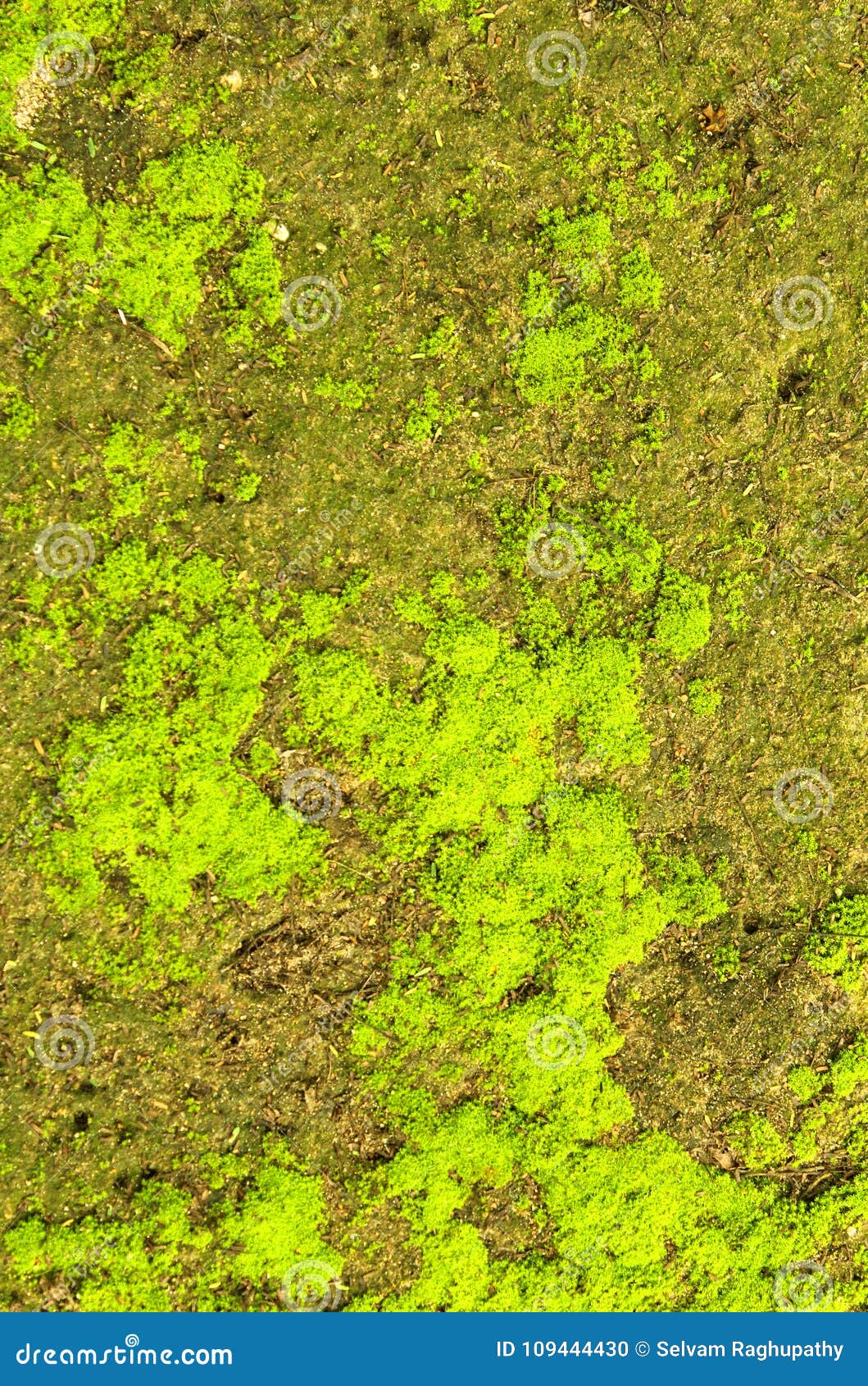 Wet Green Algae on the Old Wall Texture Stock Photo - Image of wall ...