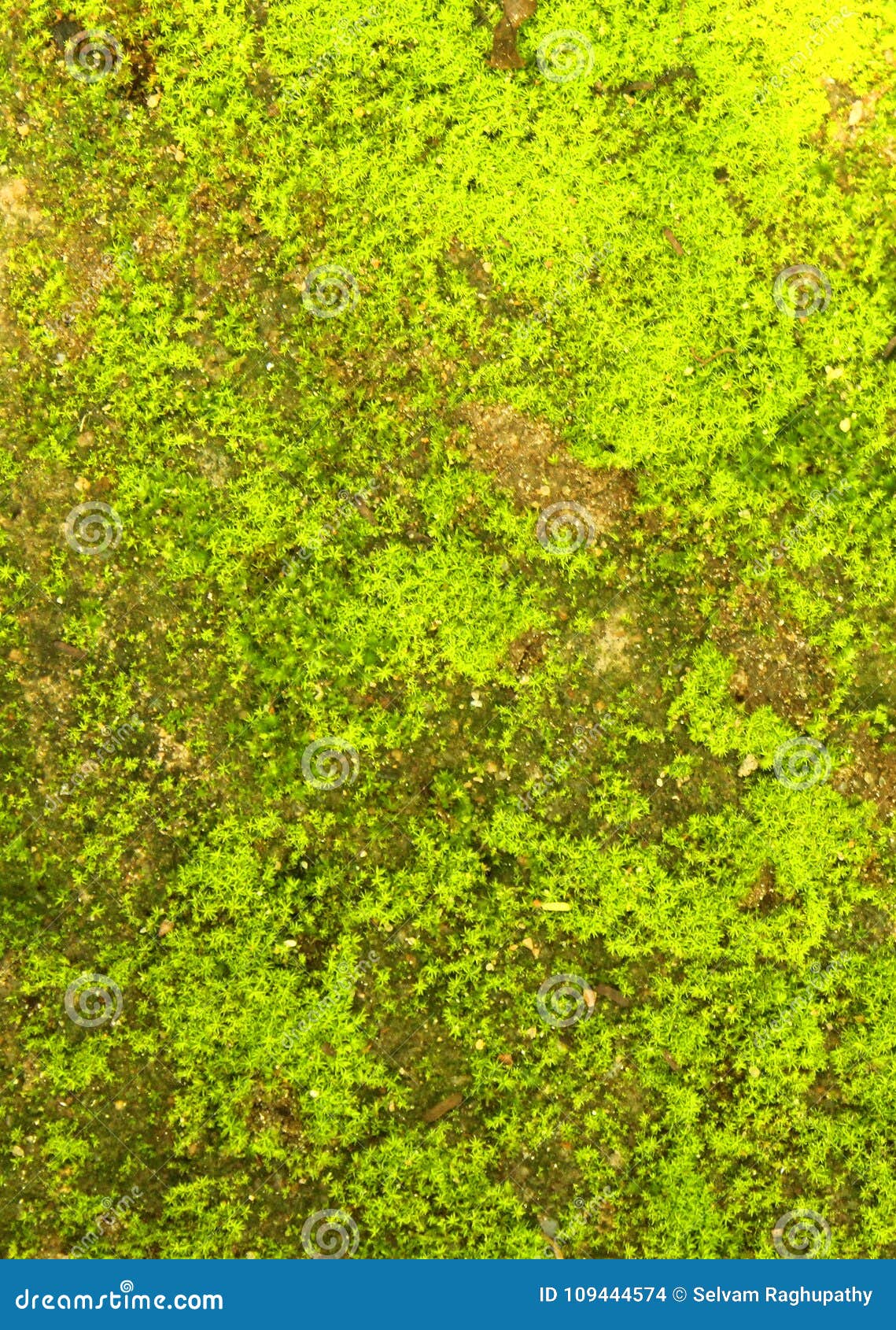 Wet Green Algae on the Old Wall Texture Stock Photo - Image of close ...
