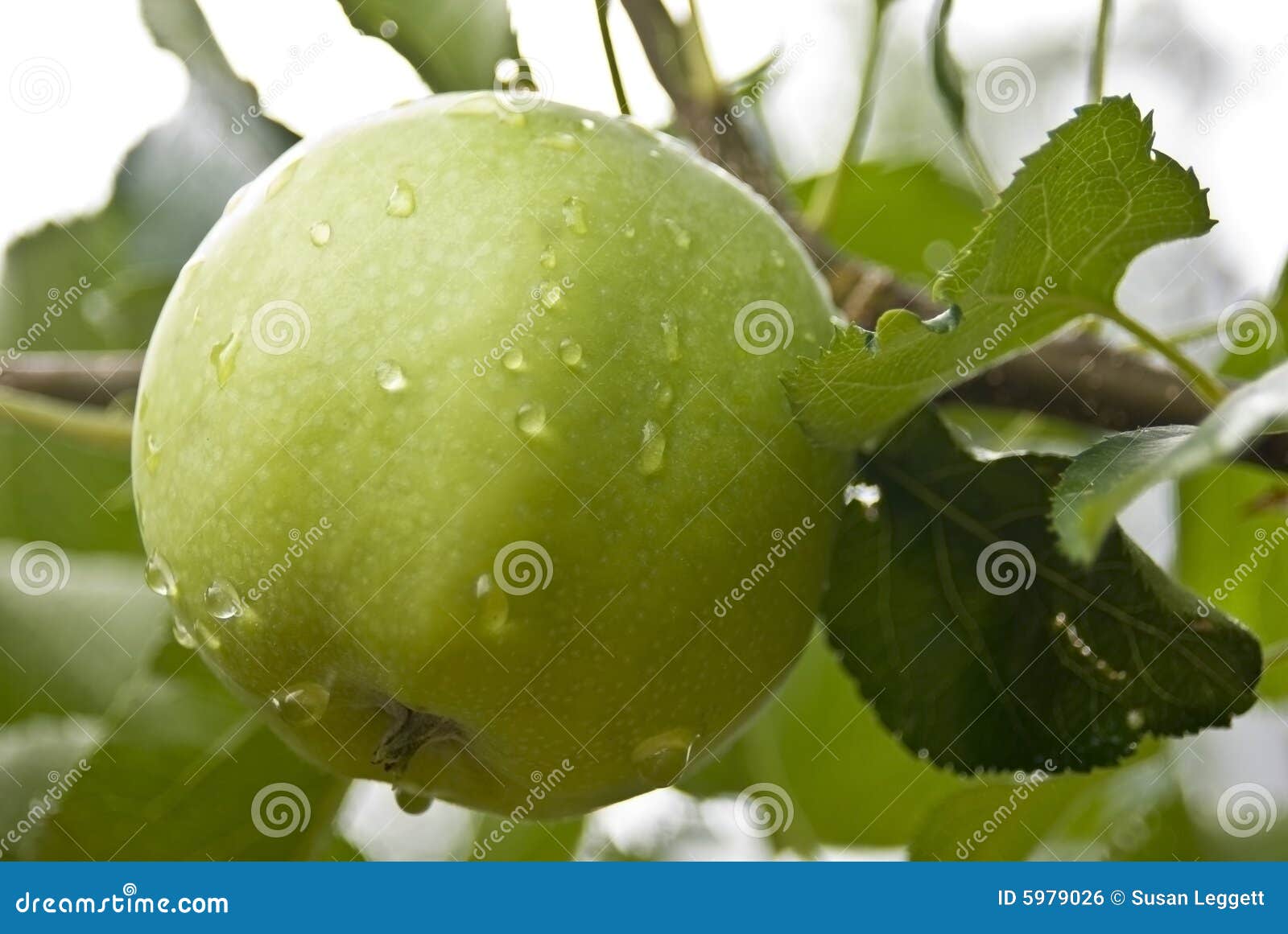 Wet Green Apple stock photo. Image of limb, green, industry - 5979026