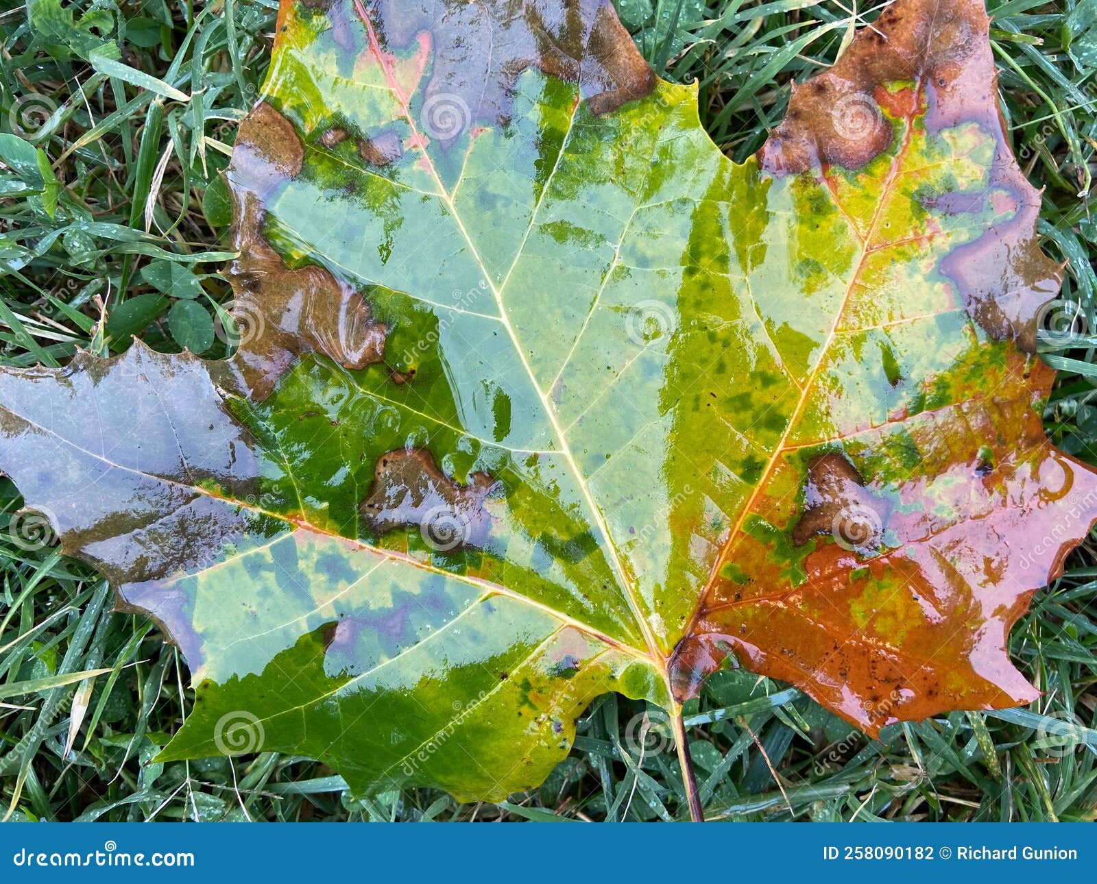 Wet Green and Brown October Leaf Stock Photo - Image of water, fall ...