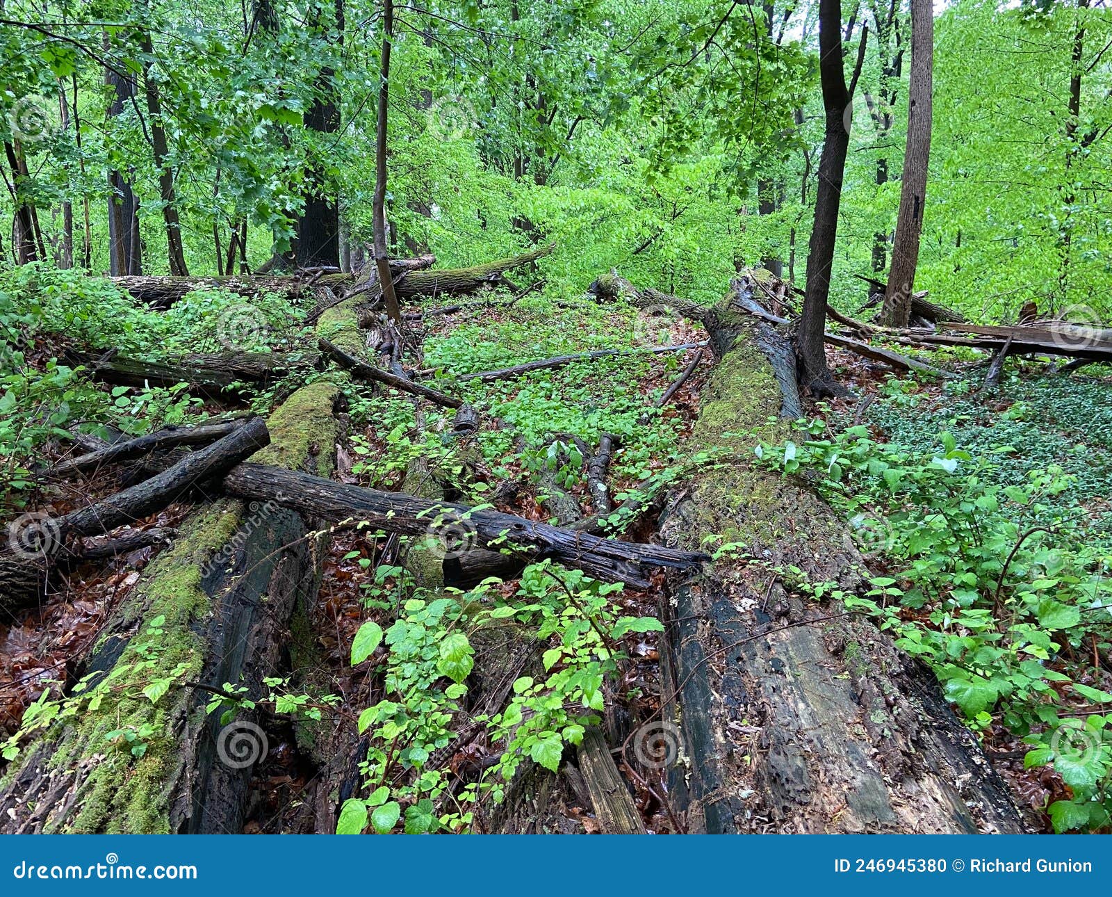 Wet Green Forest and Fallen Trees in Spring in May Stock Photo - Image ...
