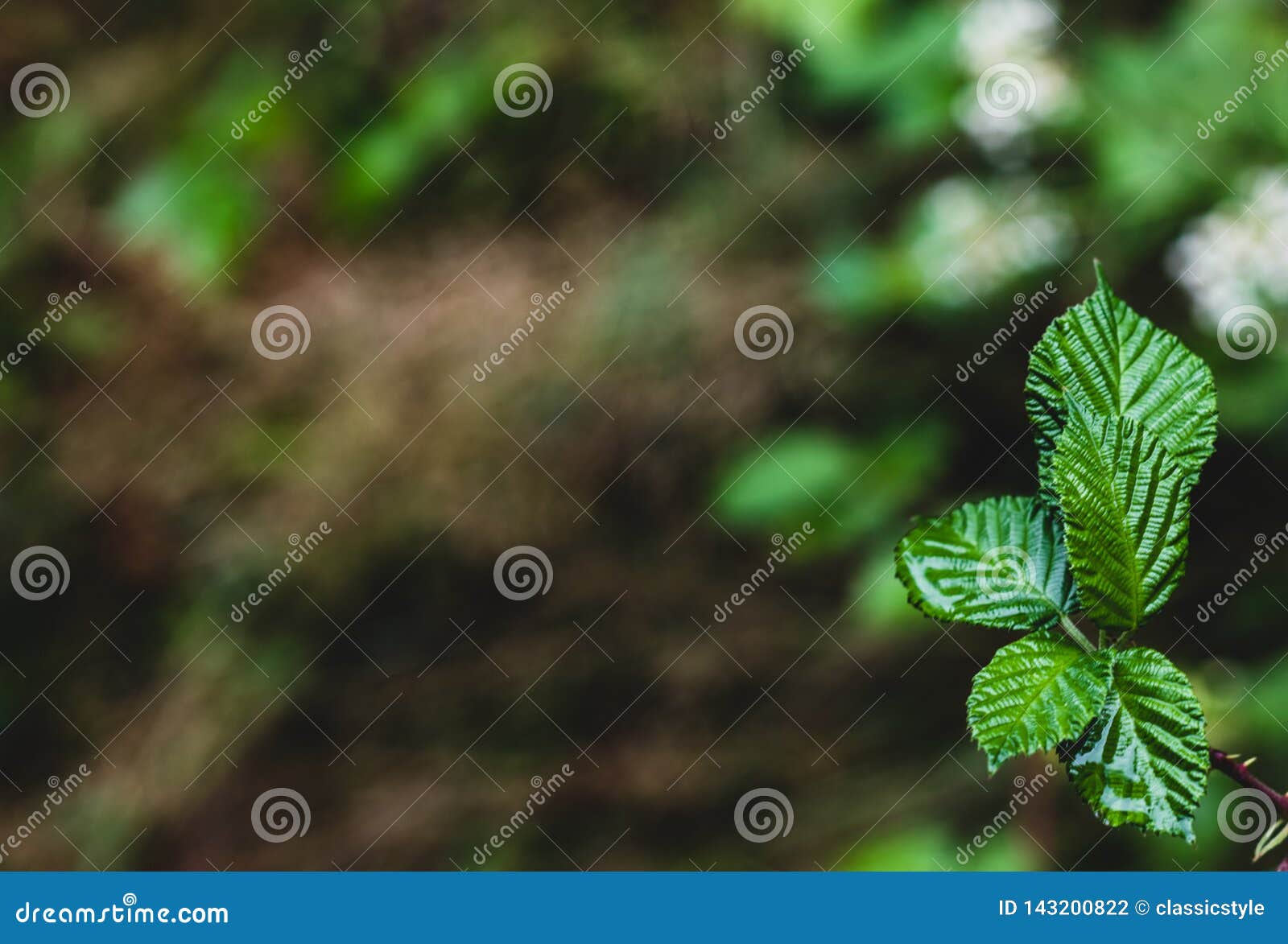 Wet Green Forest Floor Leaves Growing with Space for Text Stock Photo ...