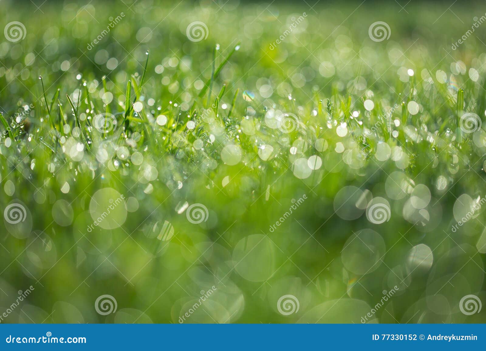 Wet Green Grass with Dew Lawn Backround Stock Photo - Image of nature ...