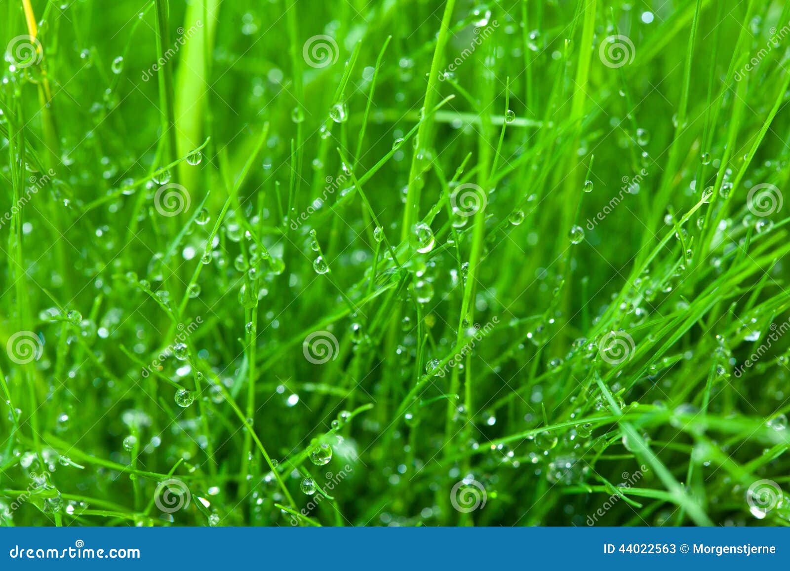 Wet green grass stock image. Image of garden, condensation - 44022563