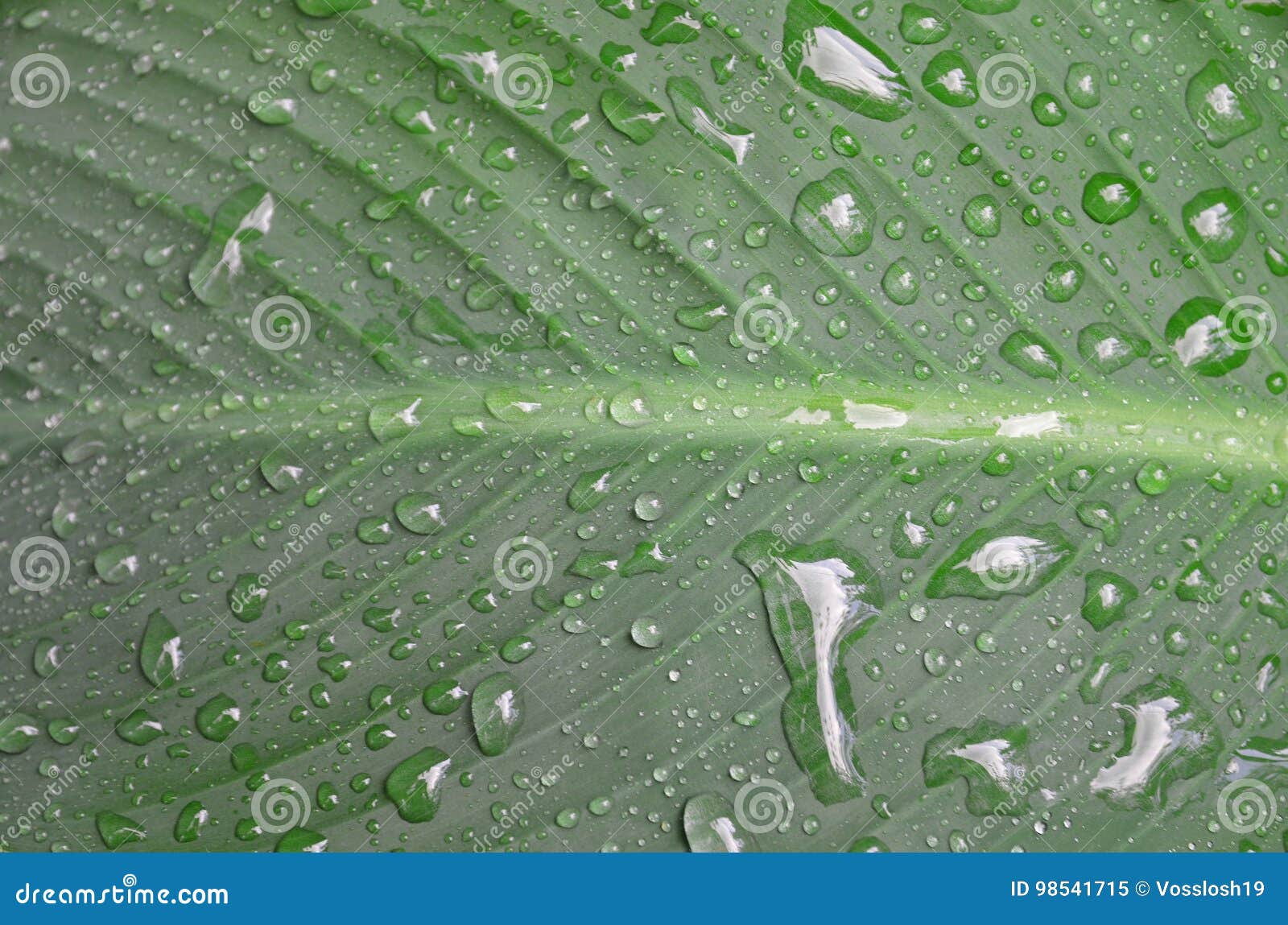 Wet Green Leaf As a Background. Stock Image - Image of raindrops, drops ...