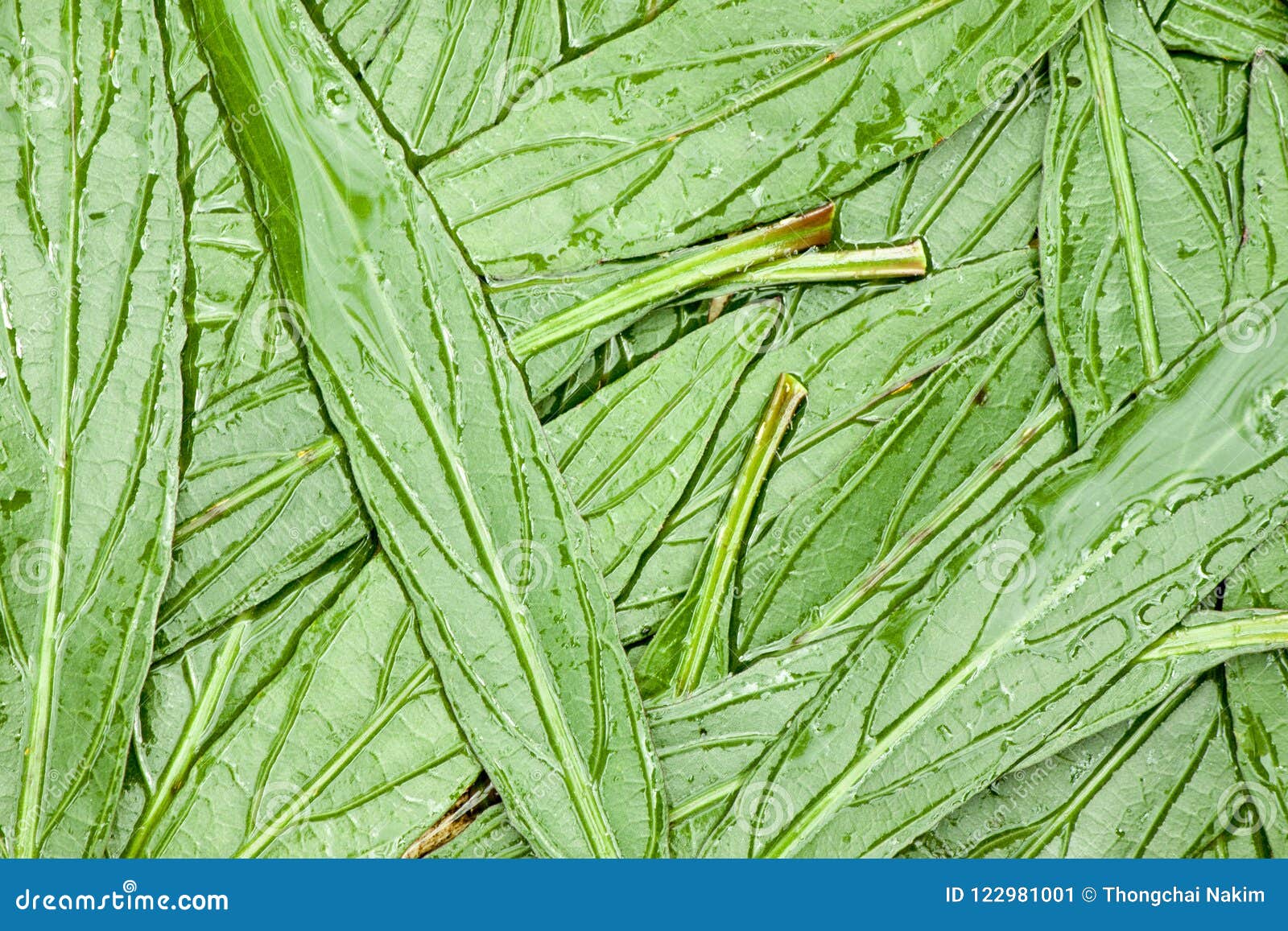 Leaves Overlap Background Royalty-Free Stock Image | CartoonDealer.com ...