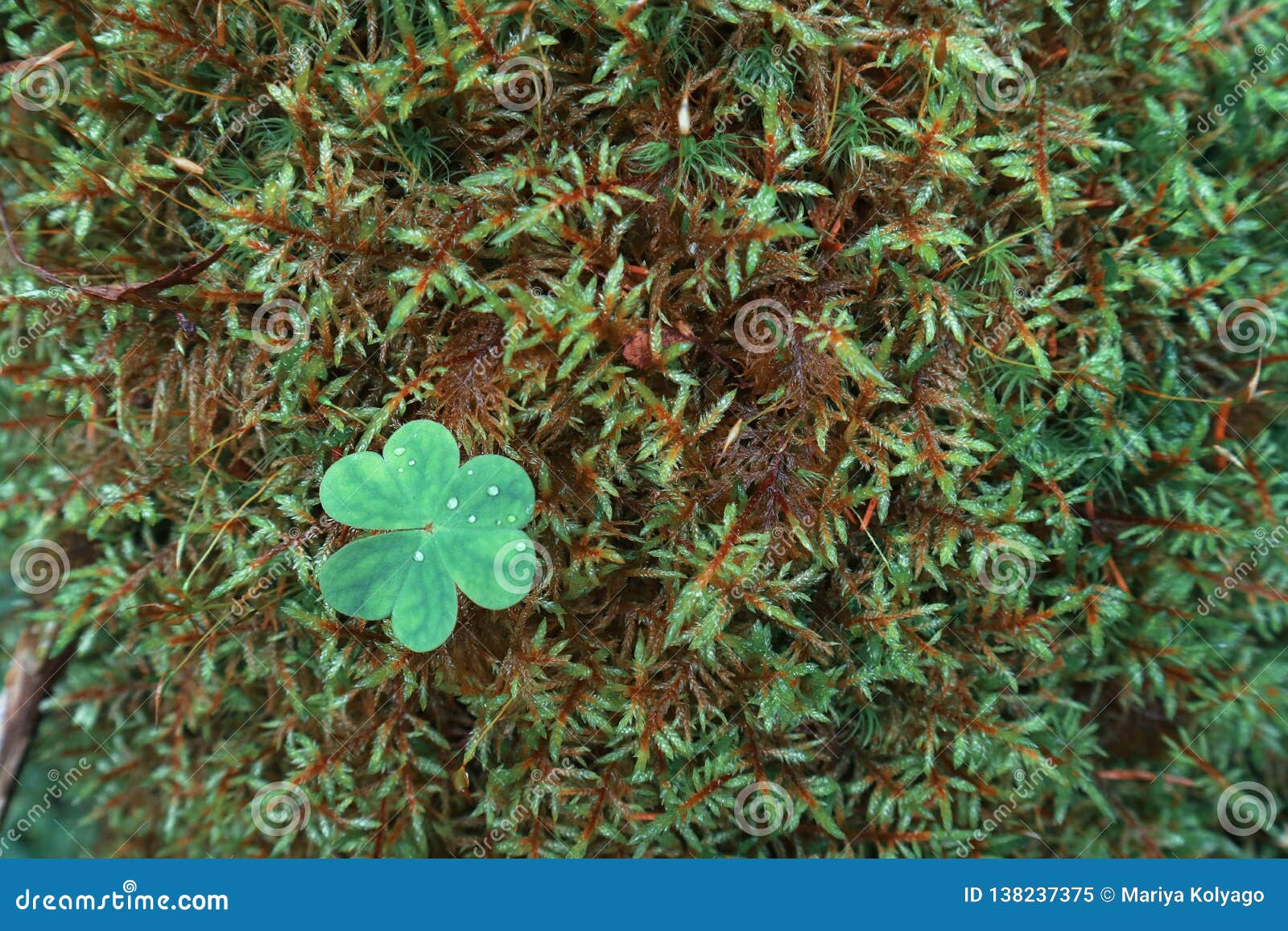 Wet Green Moss and Cabbage in the Summer Forest Stock Image - Image of ...