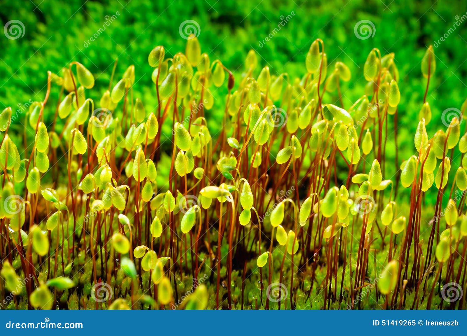 Wet Green Moss Growing in the Spring Stock Image - Image of green, moss ...