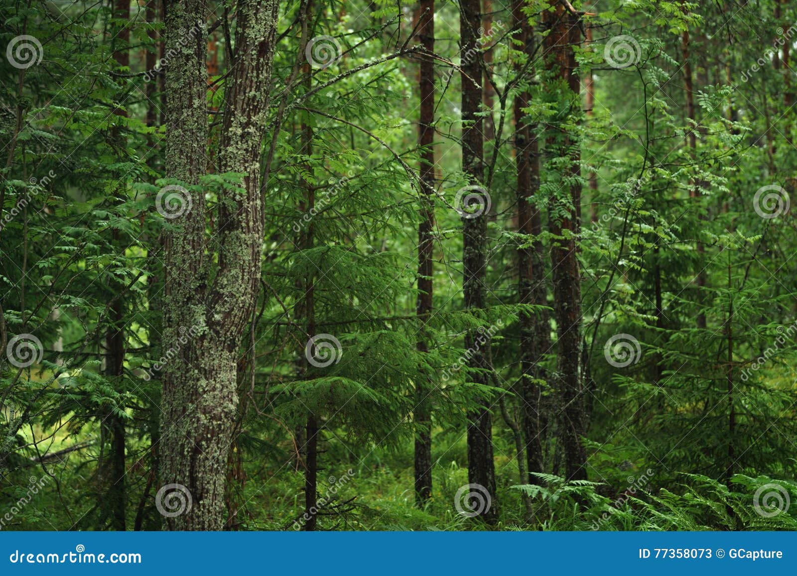 Wet Green Summer Forest of Karelia Stock Image - Image of summer ...
