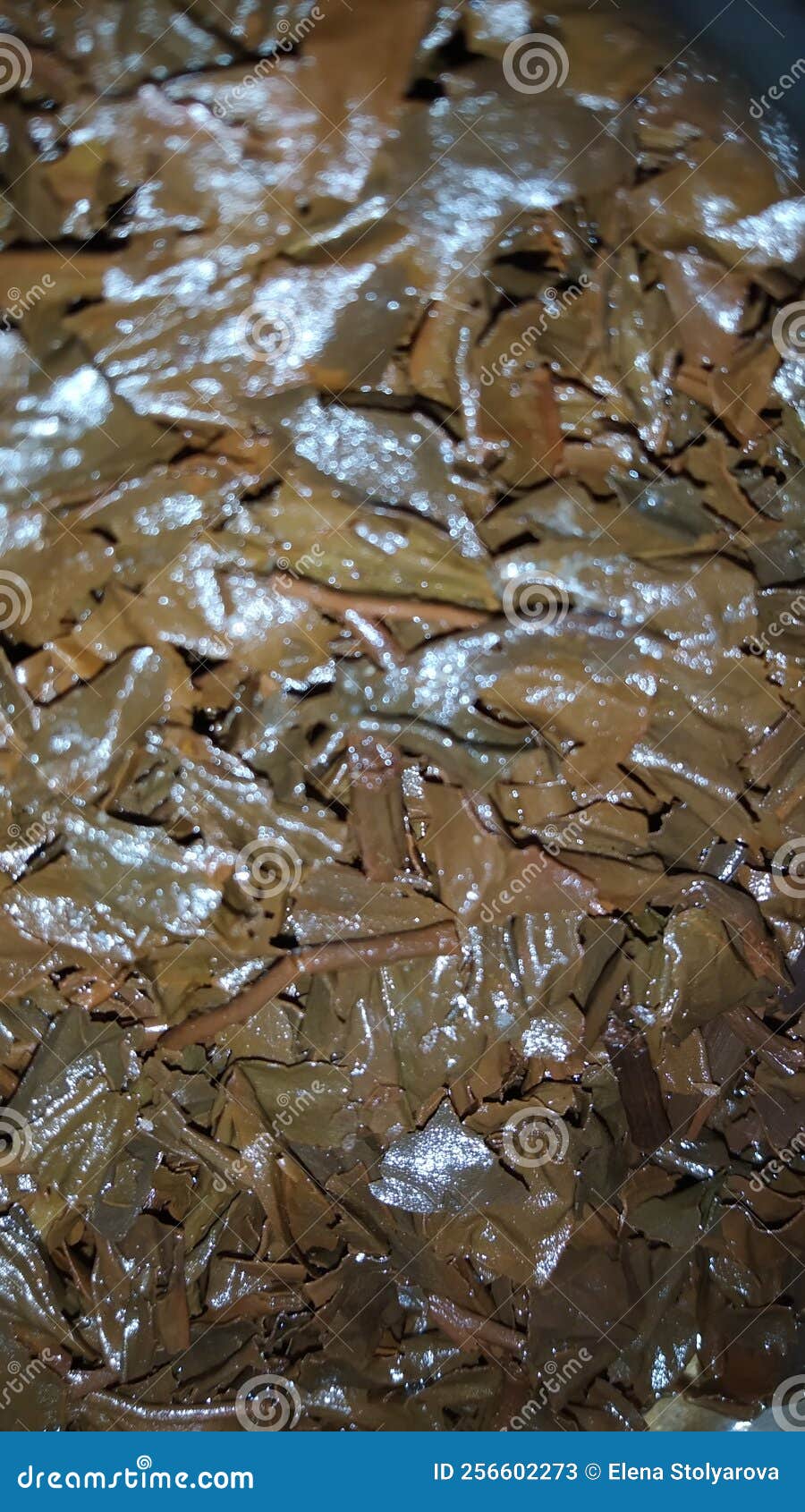 Wet green tea leaves stock image. Image of leaves, food - 256602273
