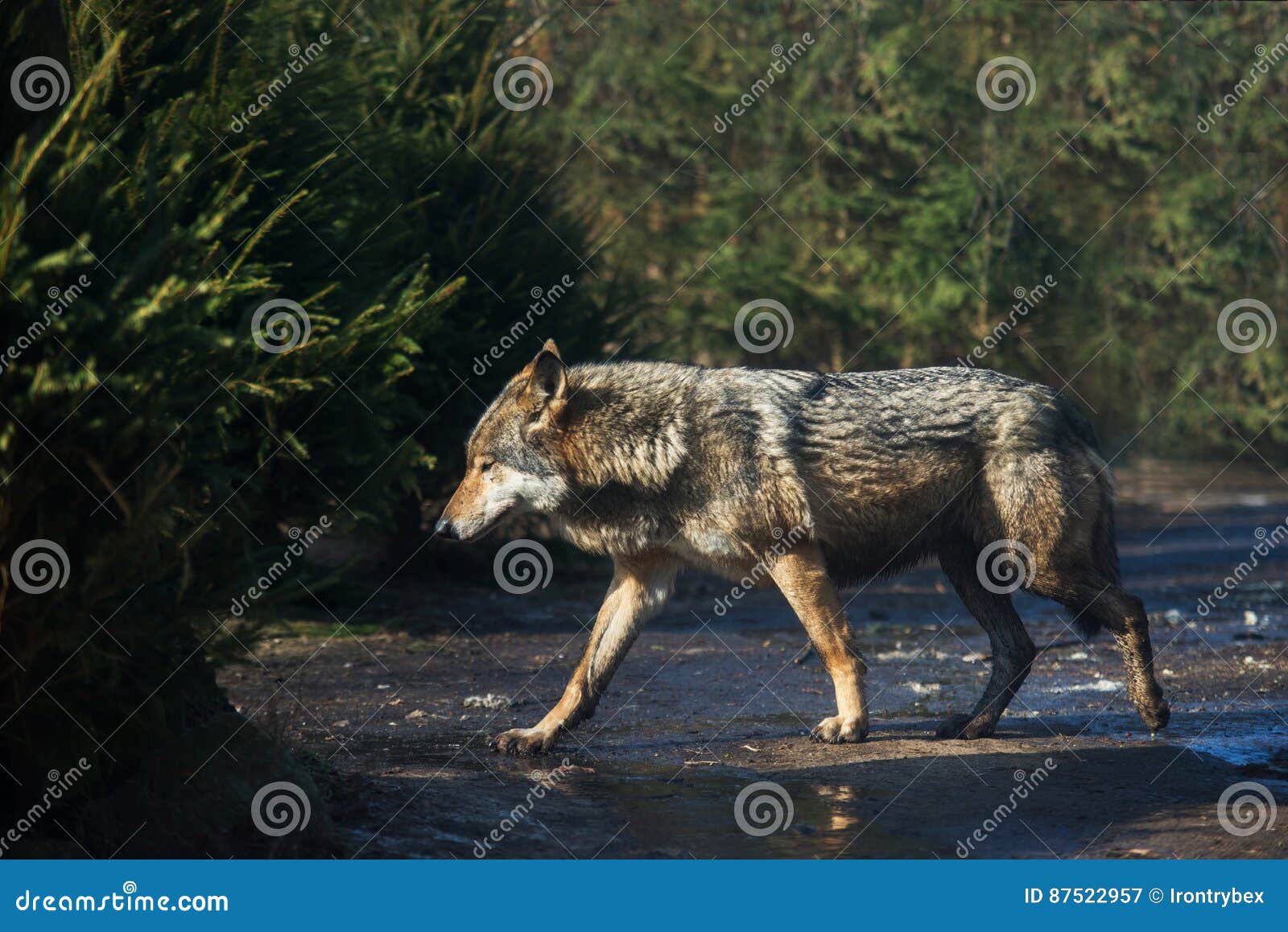 Wet Grey Wolf in the Forest after the Rain Stock Image - Image of ...