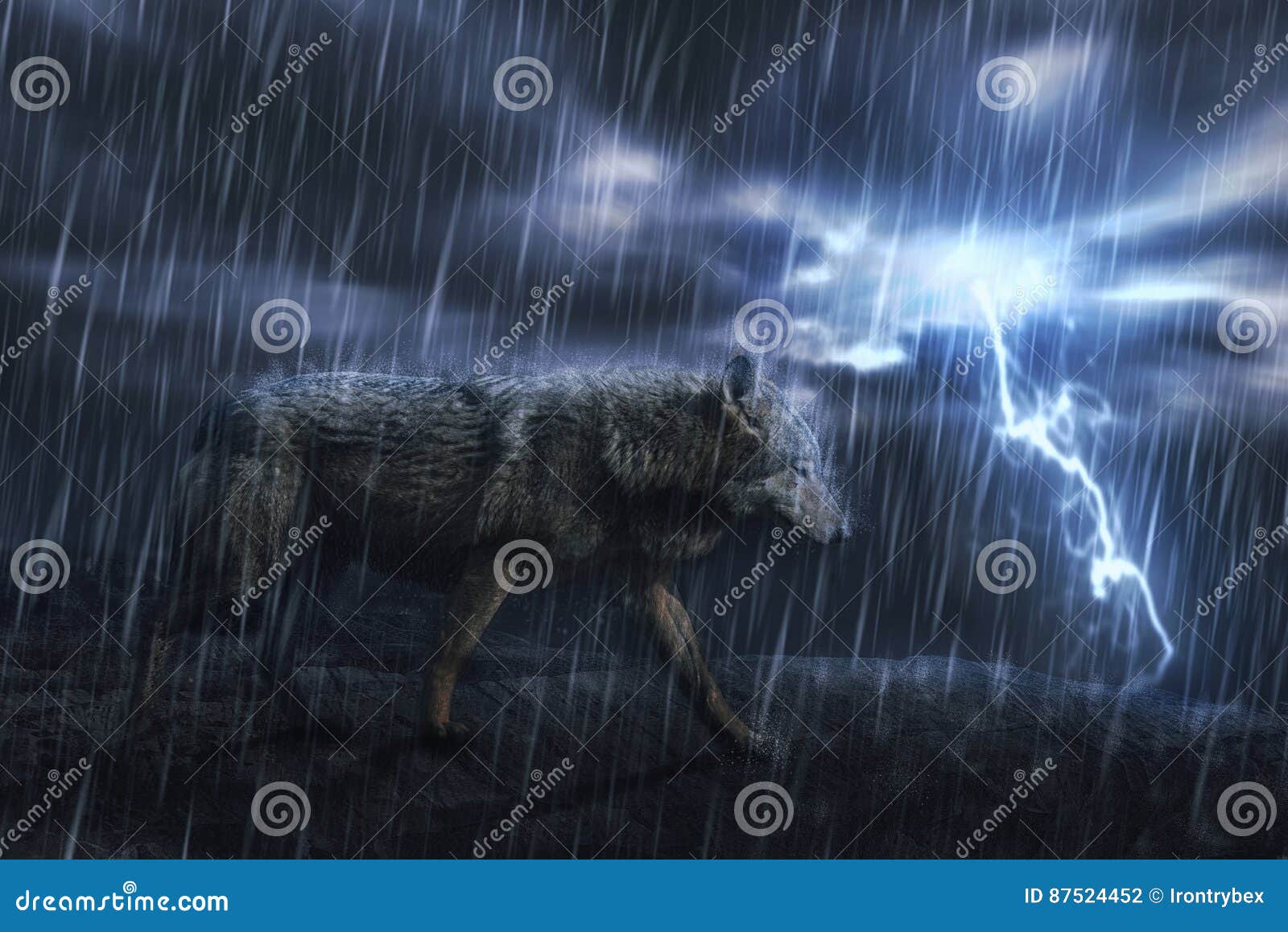 Wet grey wolf on the rock stock photo. Image of predatory - 87524452