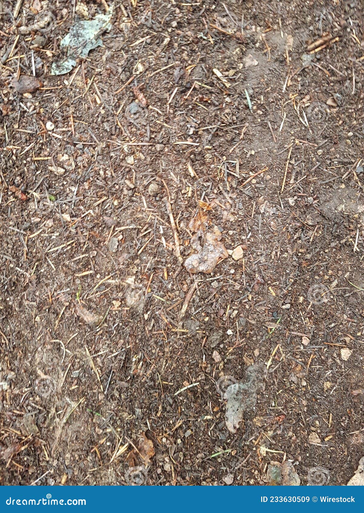Wet Ground with Autumn Leaves Stock Image - Image of ground, nature ...