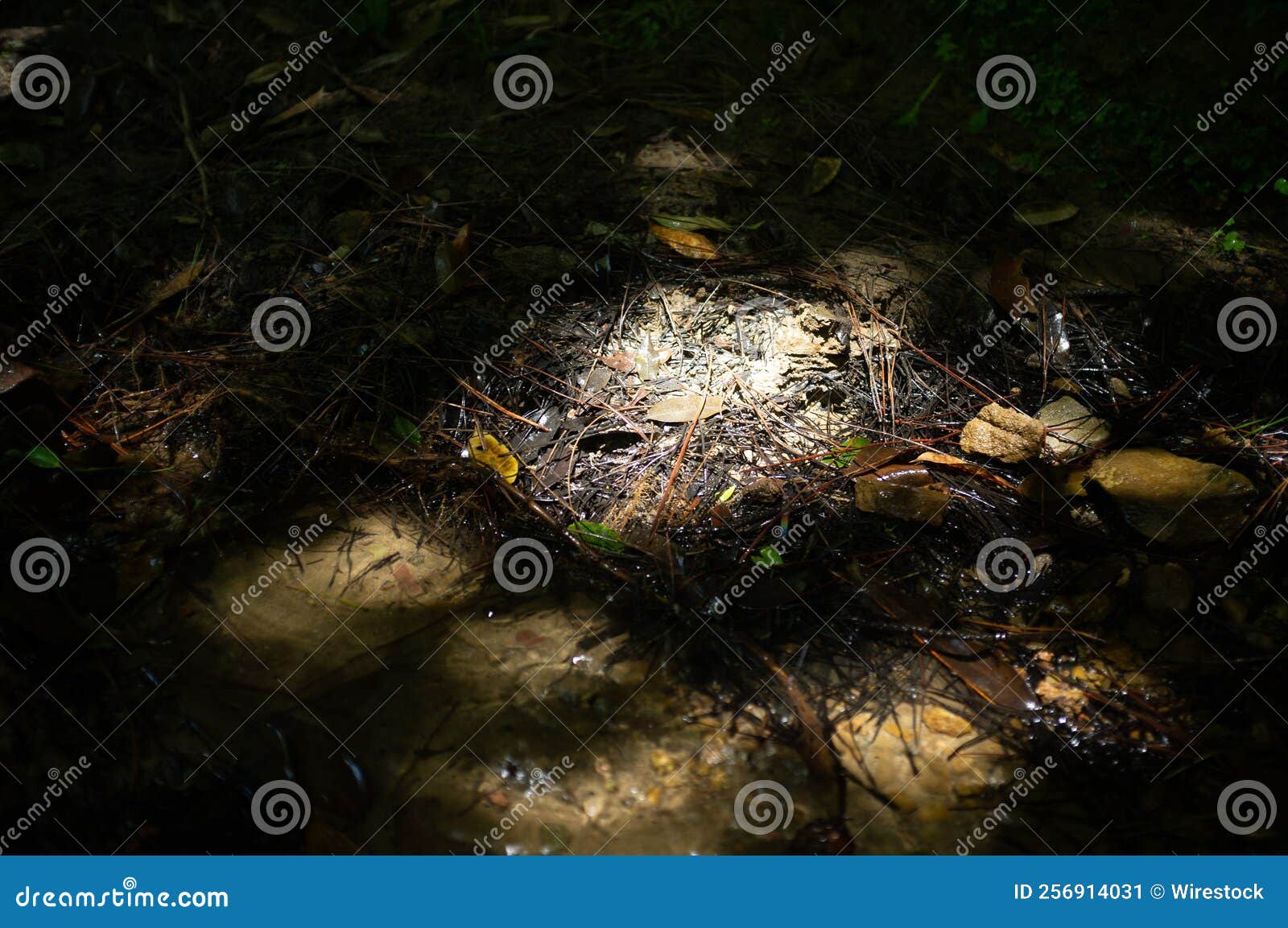 Wet Ground in the Forest with a Sunbeam. Stock Image - Image of ground ...