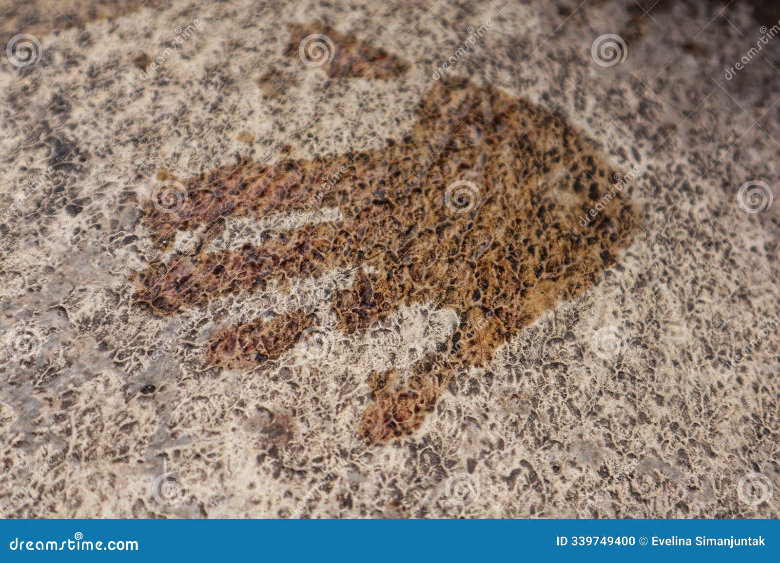Wet handprints . stock photo. Image of flooring, wildlife - 339749400