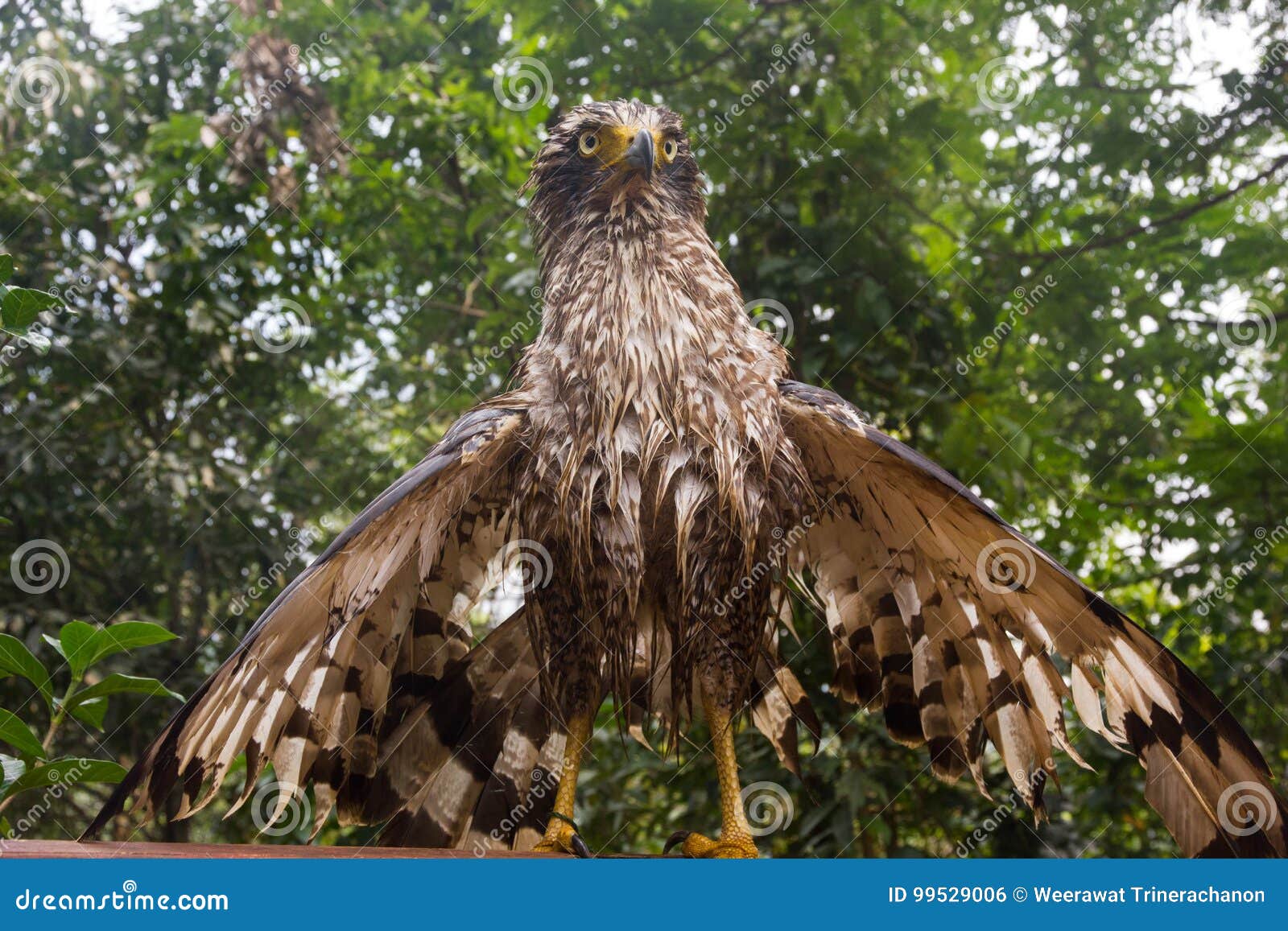 The Wet Hawk is Spreading Its Wings Stock Photo - Image of chordata ...