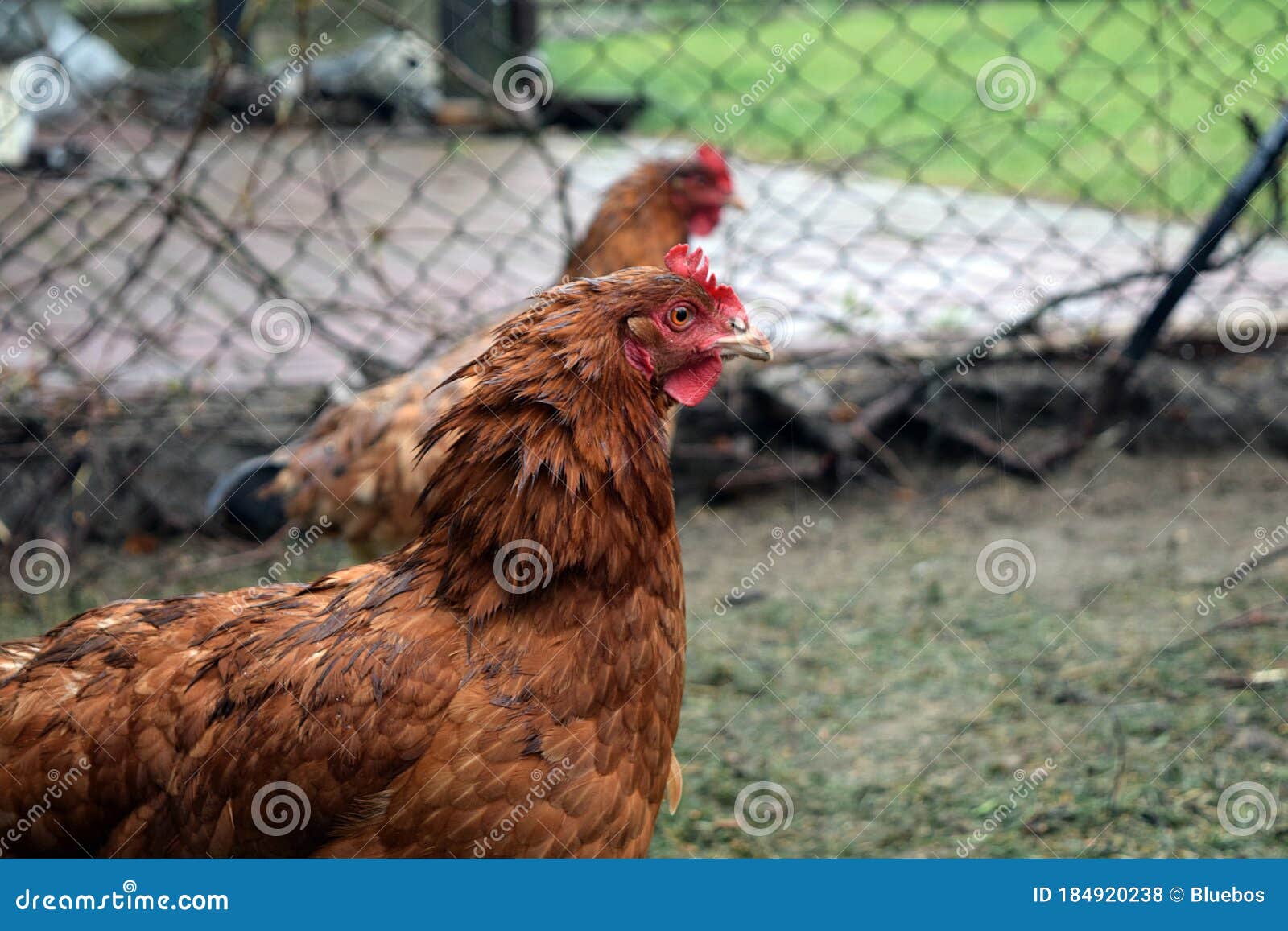 Wet Hen Looking Straight Ahead Stock Photo - Image of gallus, range ...
