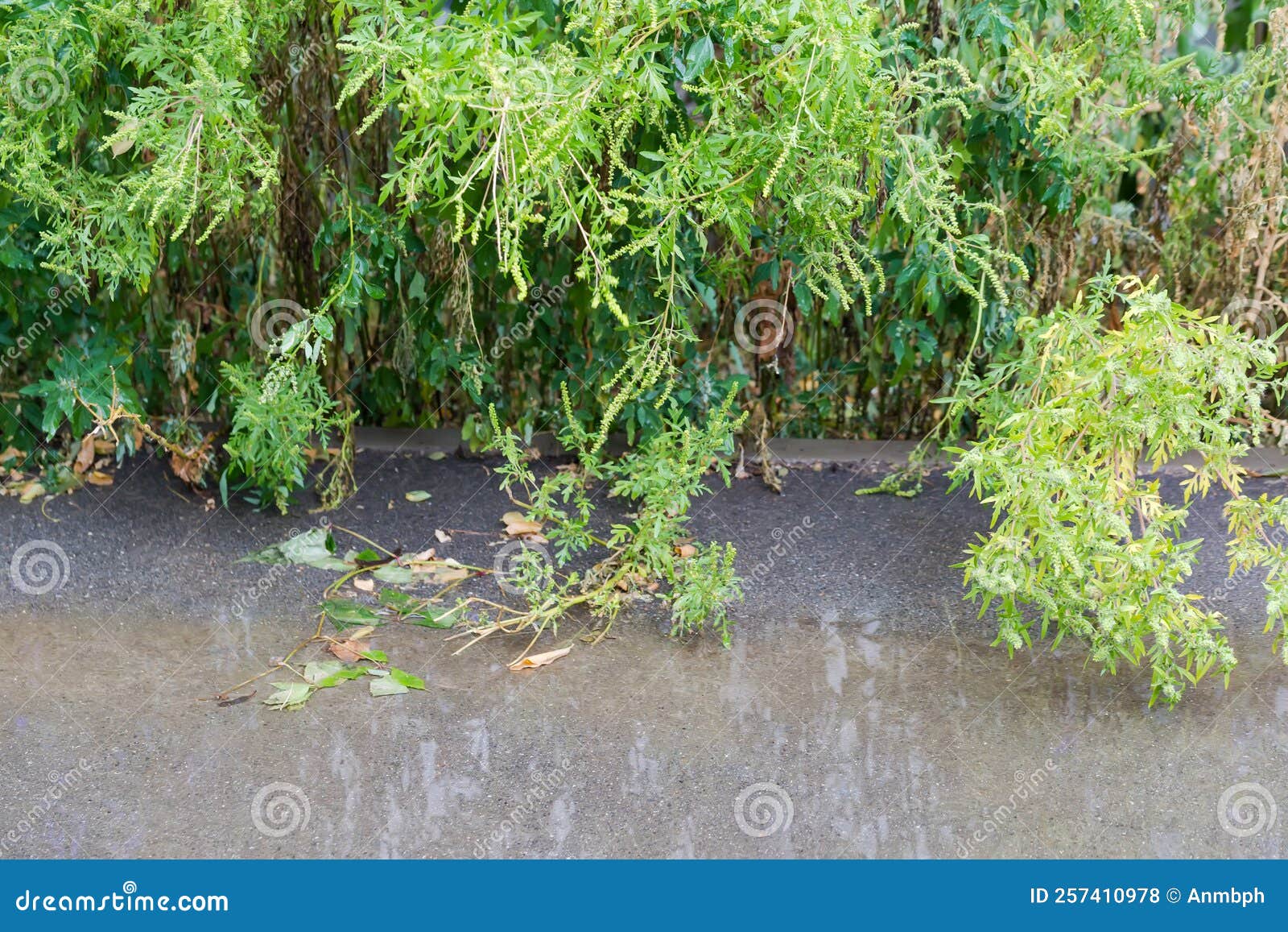Wet High Herbaceous Plants Next the Pavement with Puddle Stock Photo ...