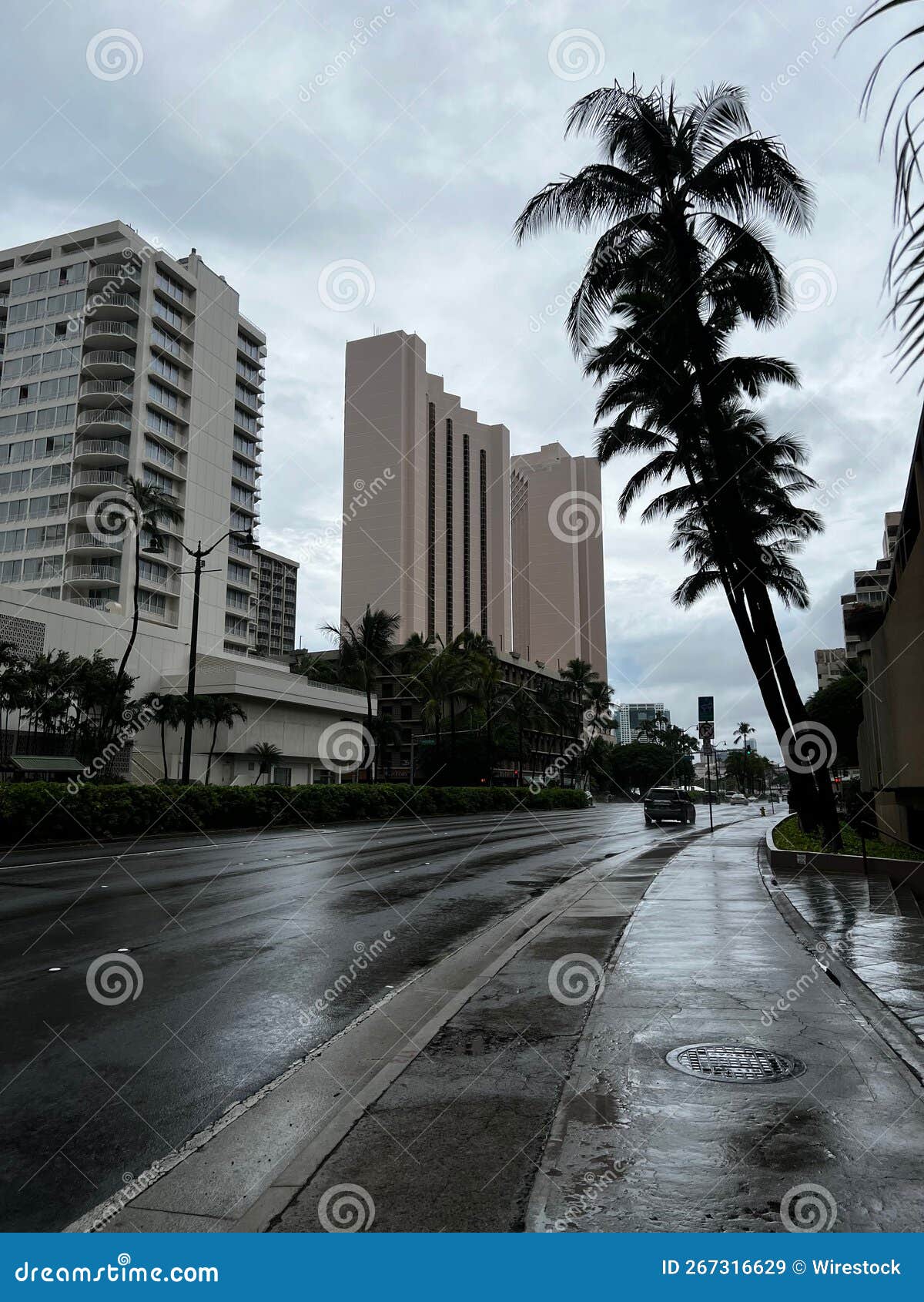 Wet Highway in the City with Coconut Trees on the Side Stock Image ...